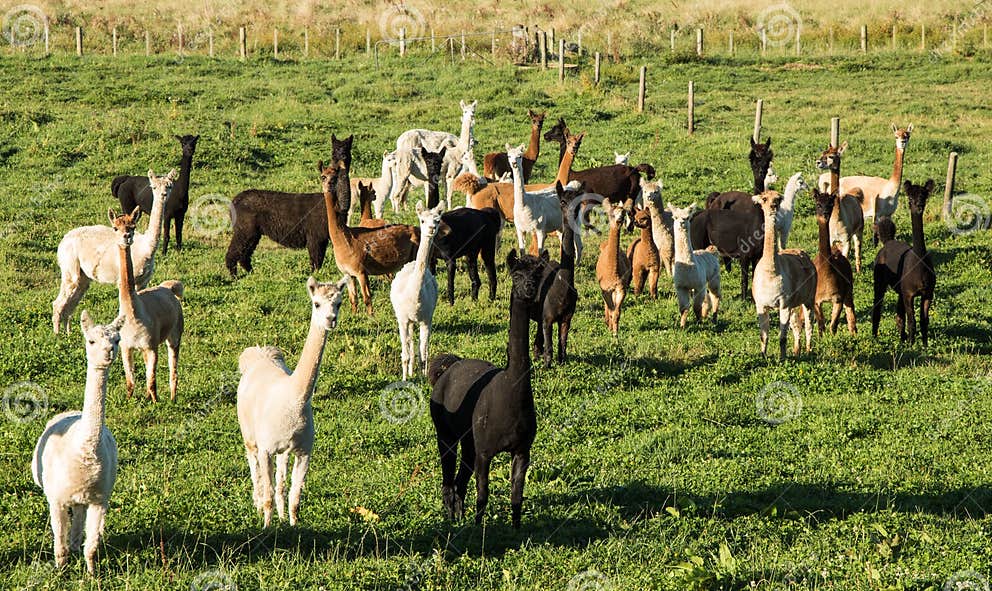 Alpaca Herd stock photo. Image of herd, agricultural - 29804680