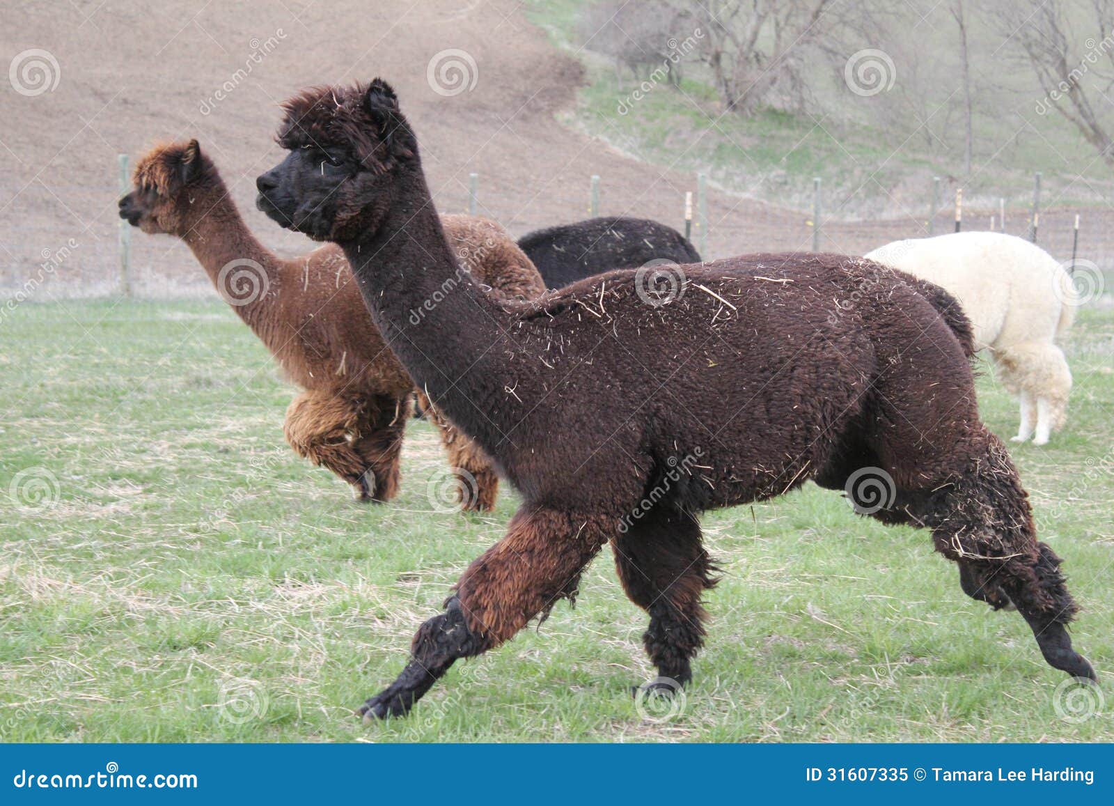 Herd of alpacas running stock image. Image of livestock - 31607335