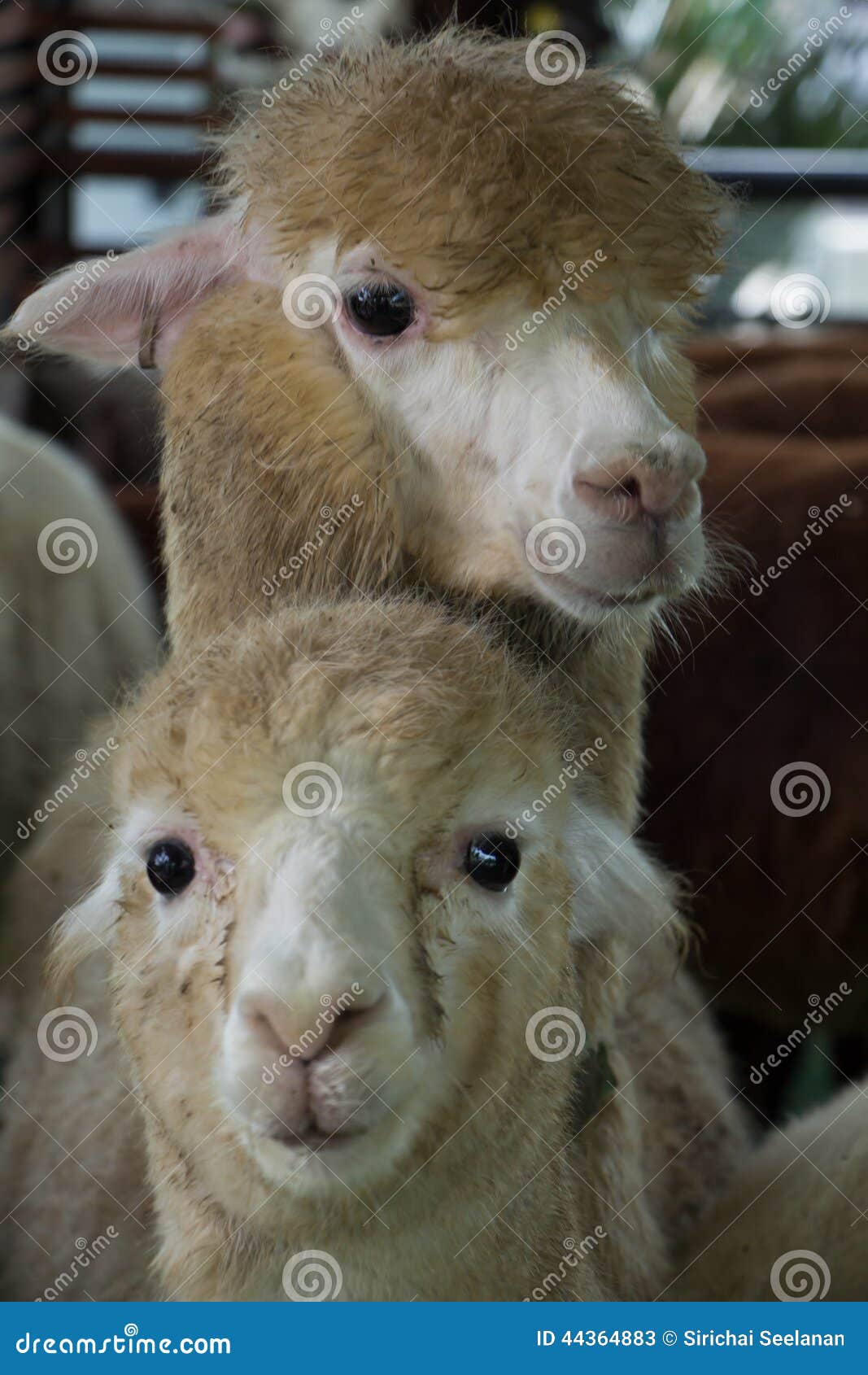 Herd of Alpacas Very Fine . Stock Image - Image of ears, fleece: 44364883