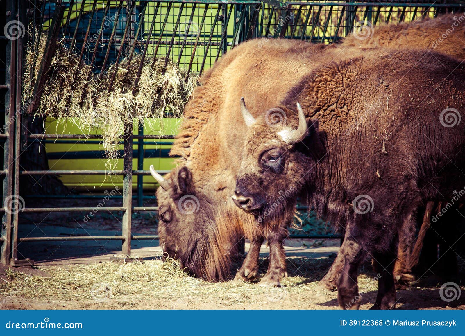 Herd of American Bison (Bison Bison) or Buffalo Stock Photo - Image of ...