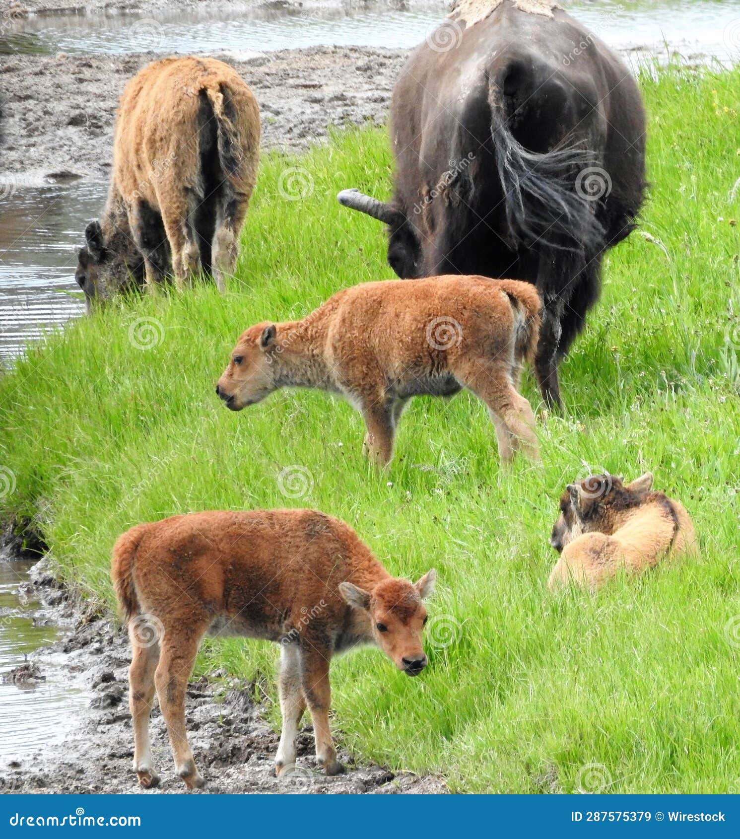 Herd of American Bison Grazing in a Grassy Meadow Surrounded by Lush Greenery Stock Image ...