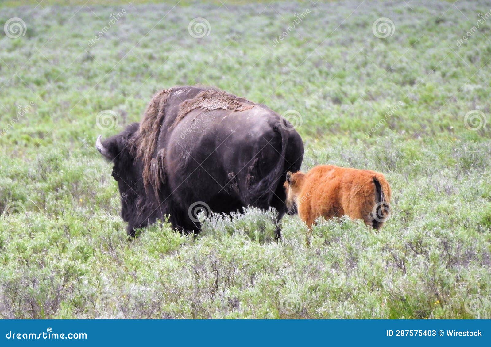 Herd of American Bison Grazing in a Grassy Meadow Surrounded by Lush Greenery Stock Image ...
