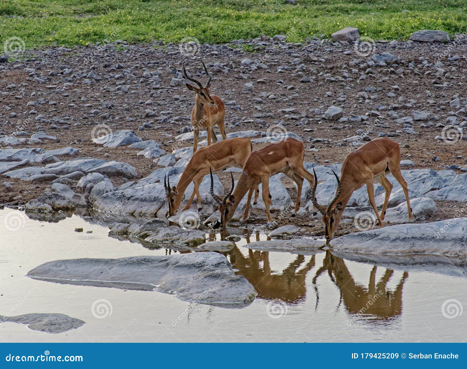 Antelopes on water hole stock image. Image of watering - 179425209