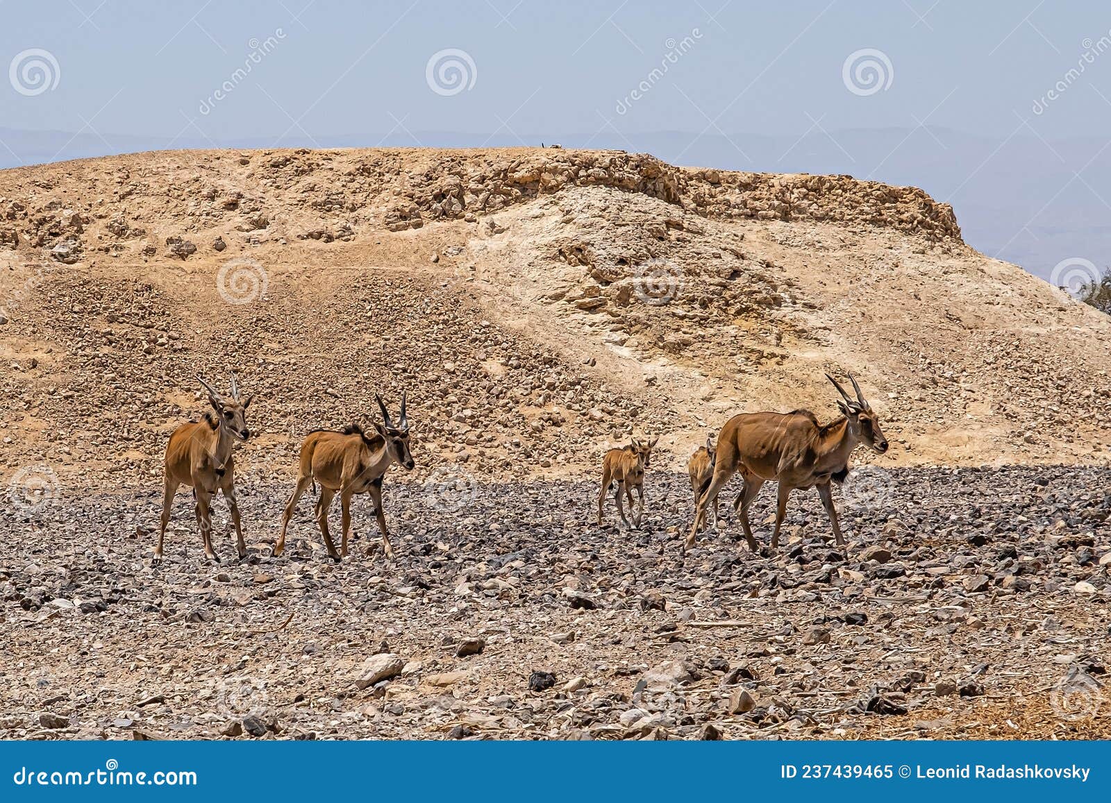 A Herd of Antelopes in Negev Desert,Israel Stock Image - Image of large ...