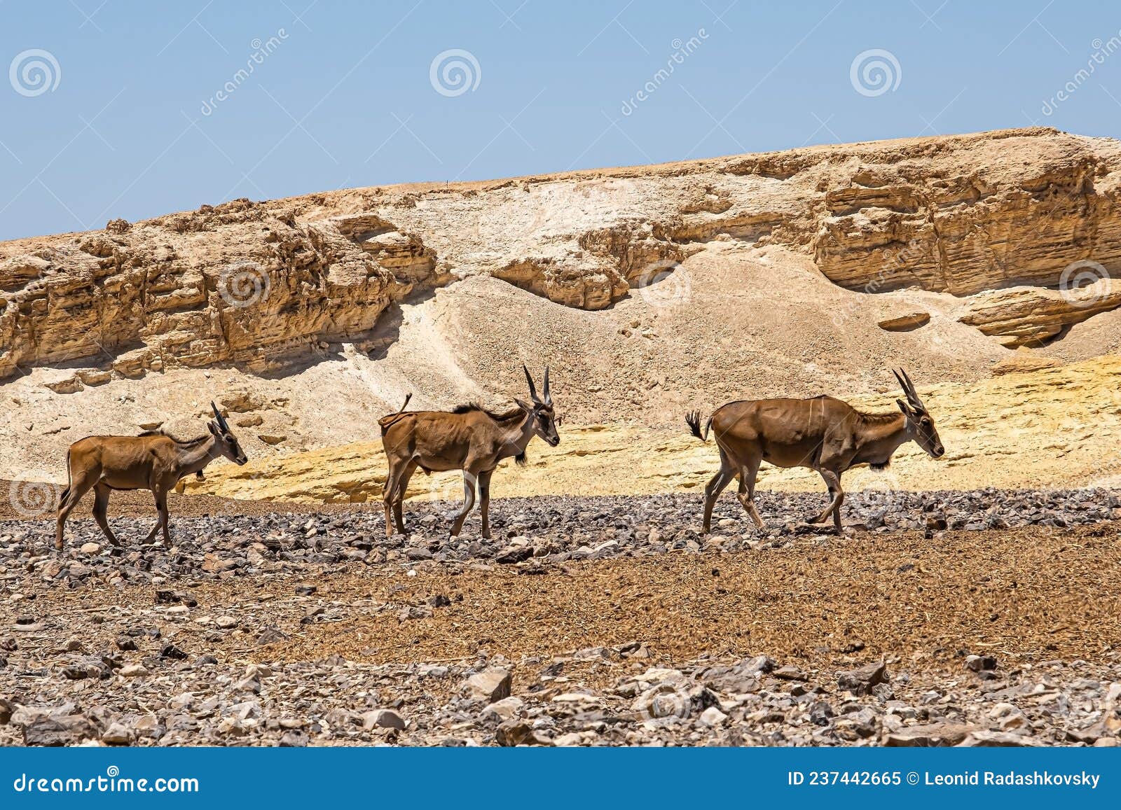A Herd of Antelopes in Negev Desert,Israel Stock Image - Image of ...