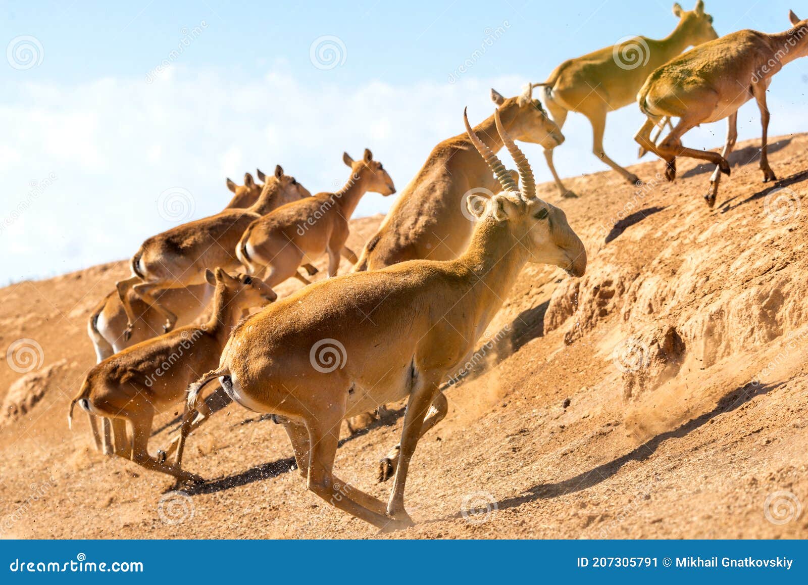 The Herd of Antelopes Runs Flees from Danger Stock Image - Image of ...