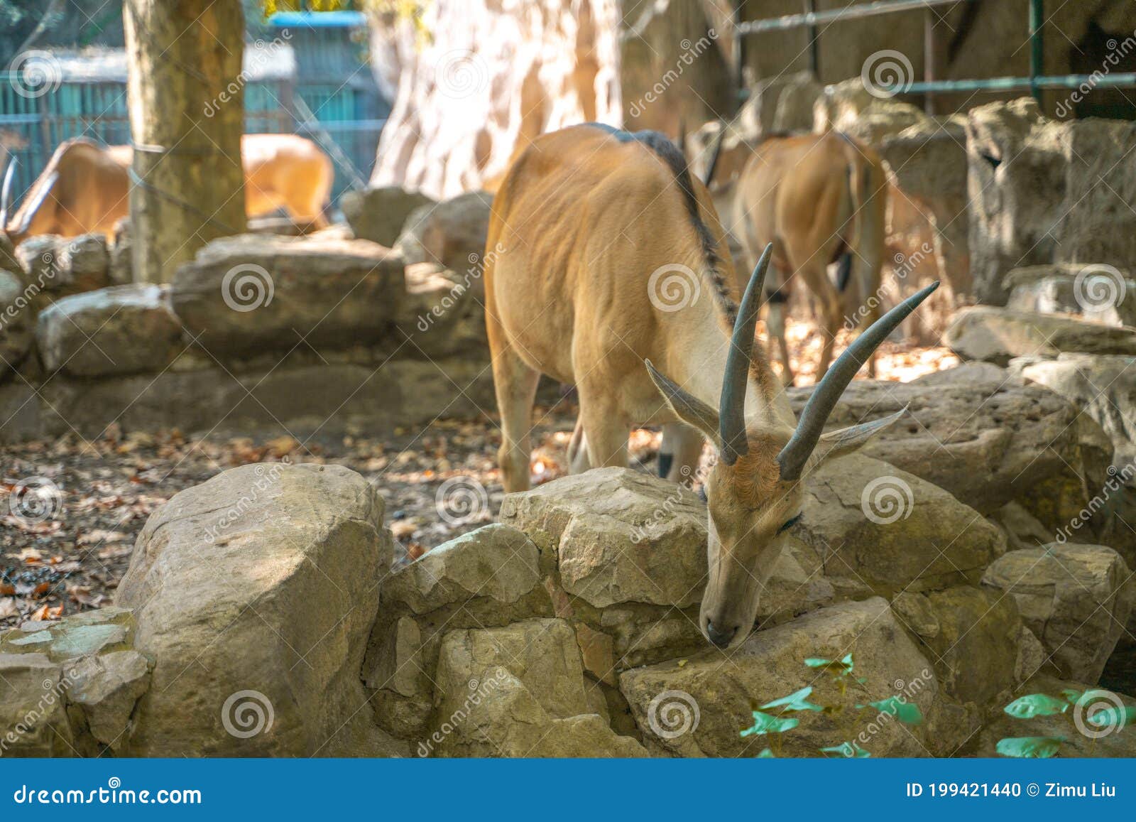 A Herd of Antelopes in a Zoo Stock Photo - Image of animal, africa ...