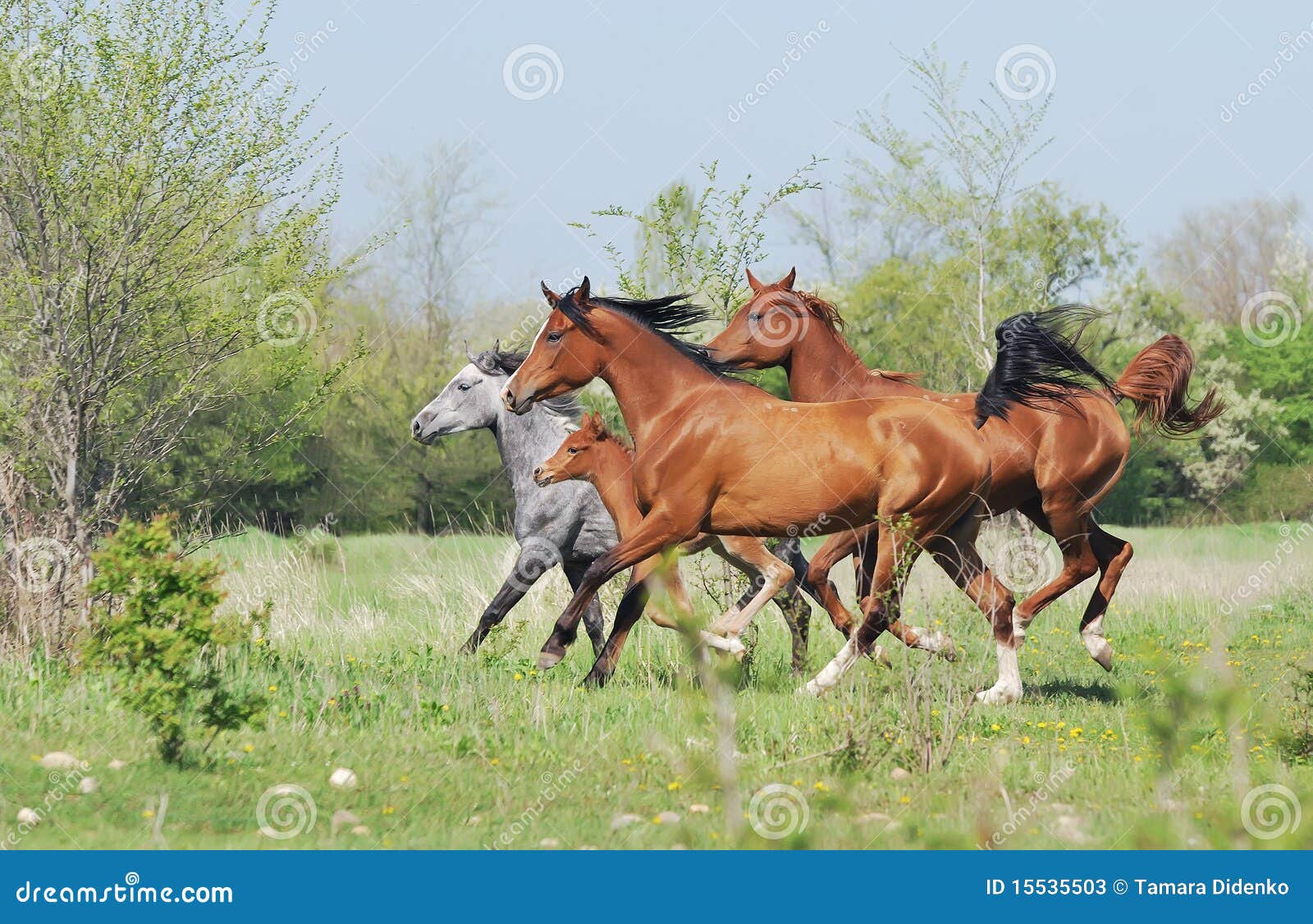 Herd of Arabian Horses Running on Pasture Stock Image - Image of farm ... Herd of Arabian Horses Running on Pasture Stock Image - Image of farm ...