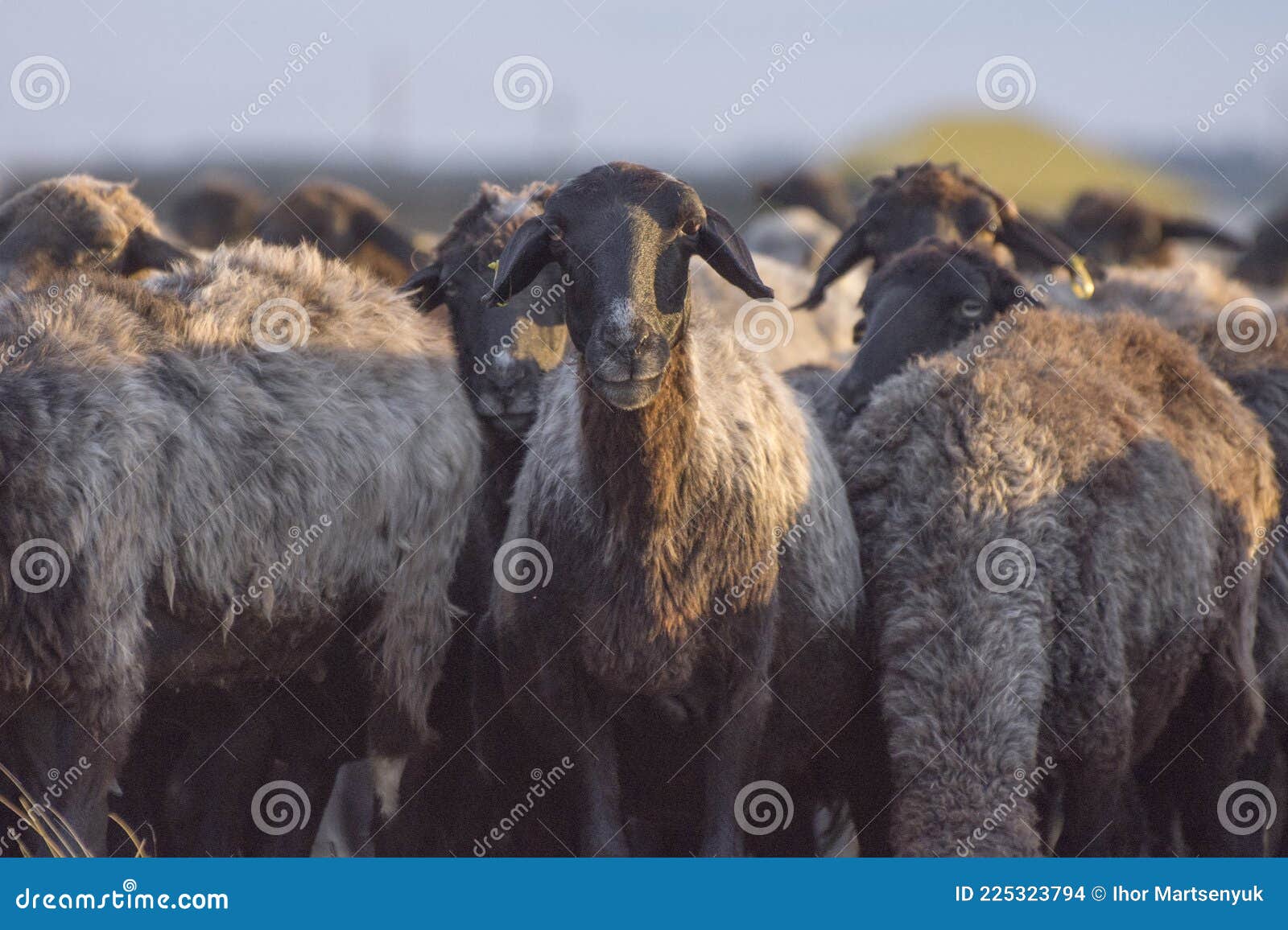 A Herd of Astrakhan Sheep in the Pasture. a Young Sheep Looks into the ...
