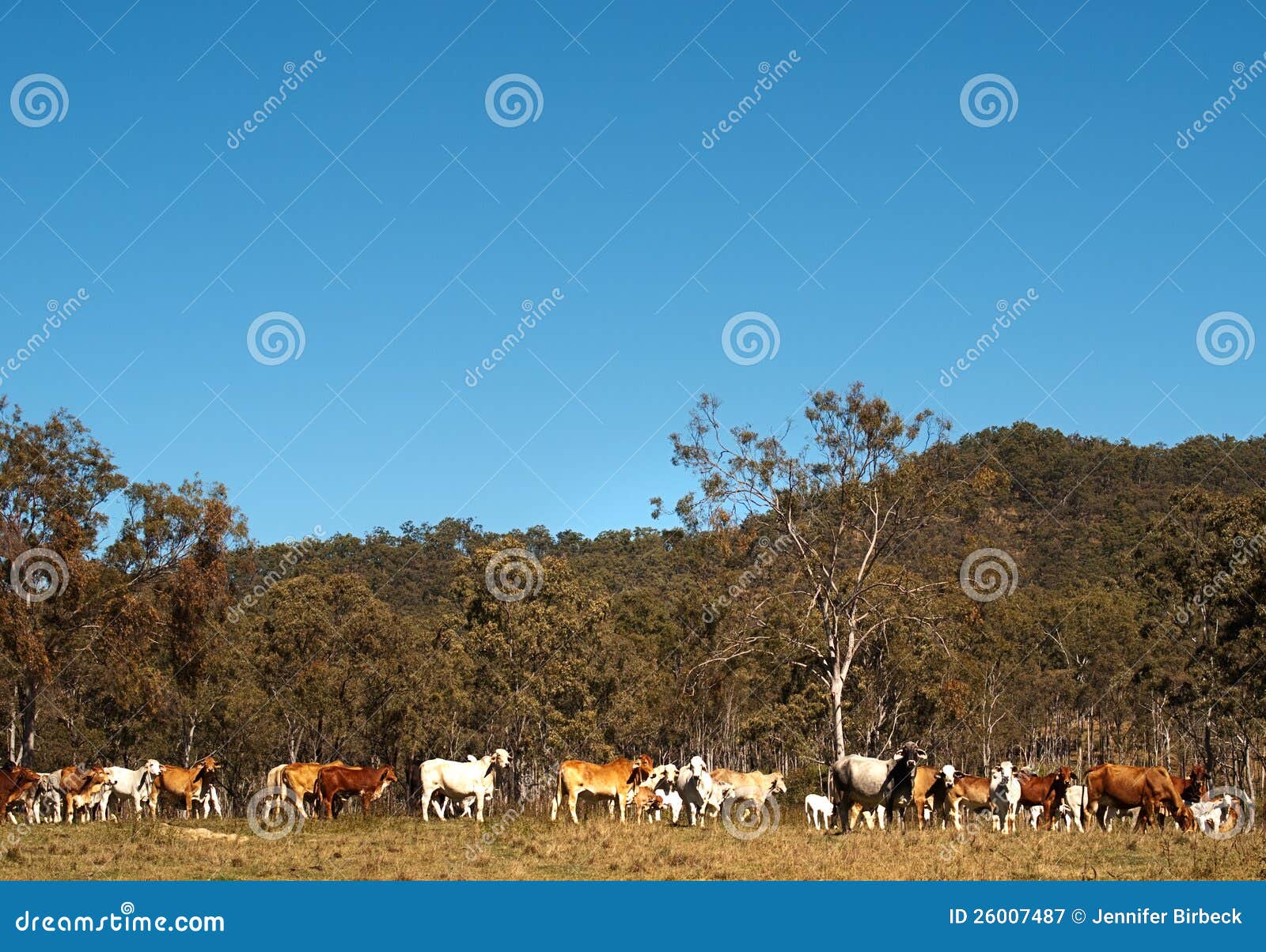 Herd of Australian Beef Cattle with Blue Sky Stock Image - Image of ...