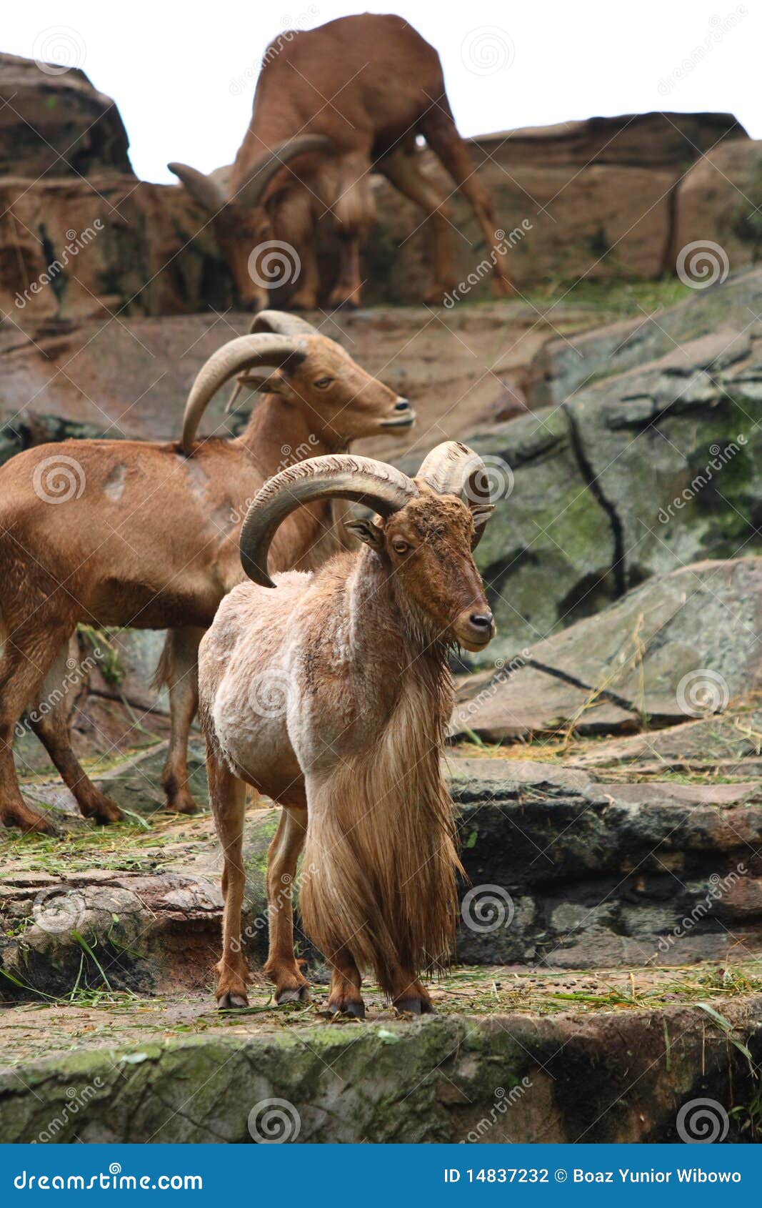 Barbary Sheep Stock Photography | CartoonDealer.com #10429610