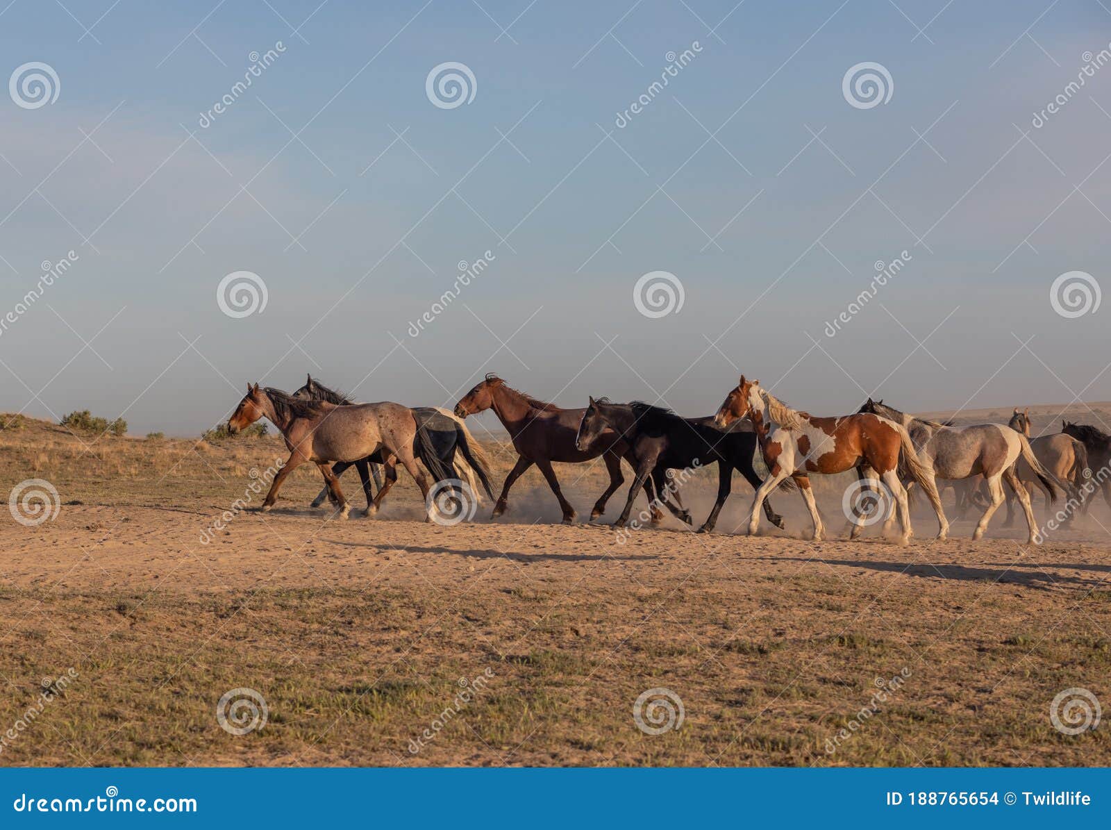 Herd of Beautiful Wild Horses in Spring Stock Photo - Image of wildlife ...
