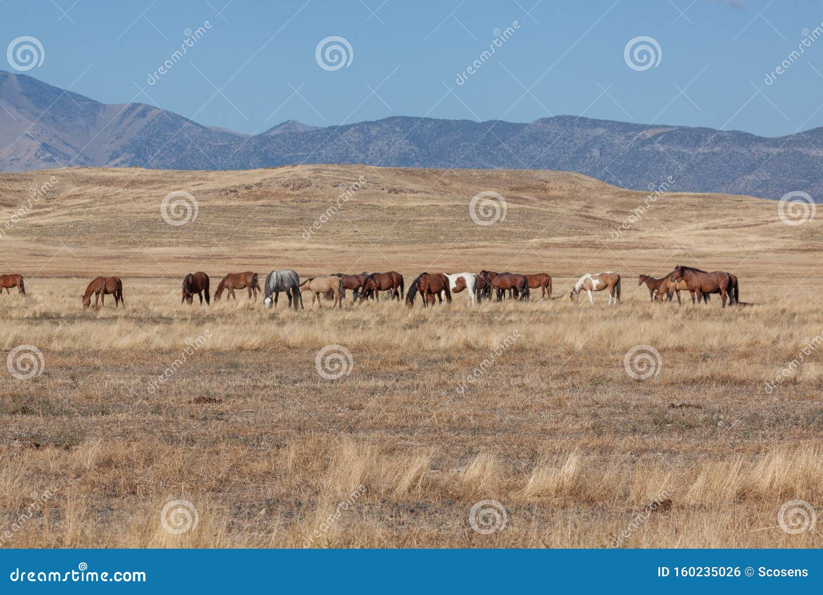 Herd of Beautiful Wild Horses in Utah Stock Photo - Image of wild ...
