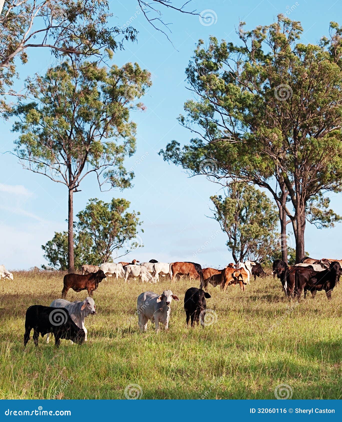 Herd of beef cattle stock photo. Image of food, property - 32060116