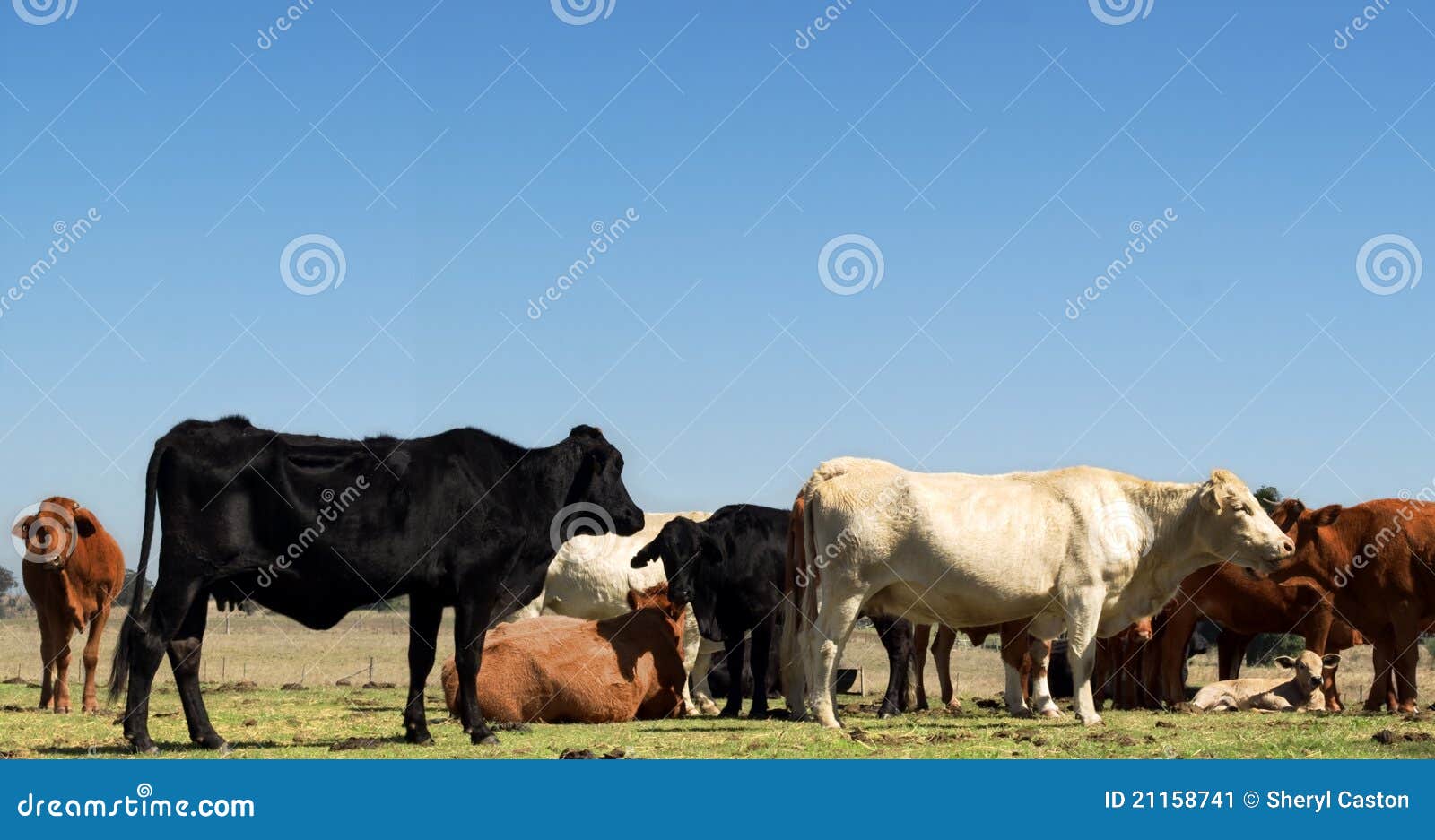Herd of Beef Cattle with Blue Sky Copyspace Stock Image - Image of ...