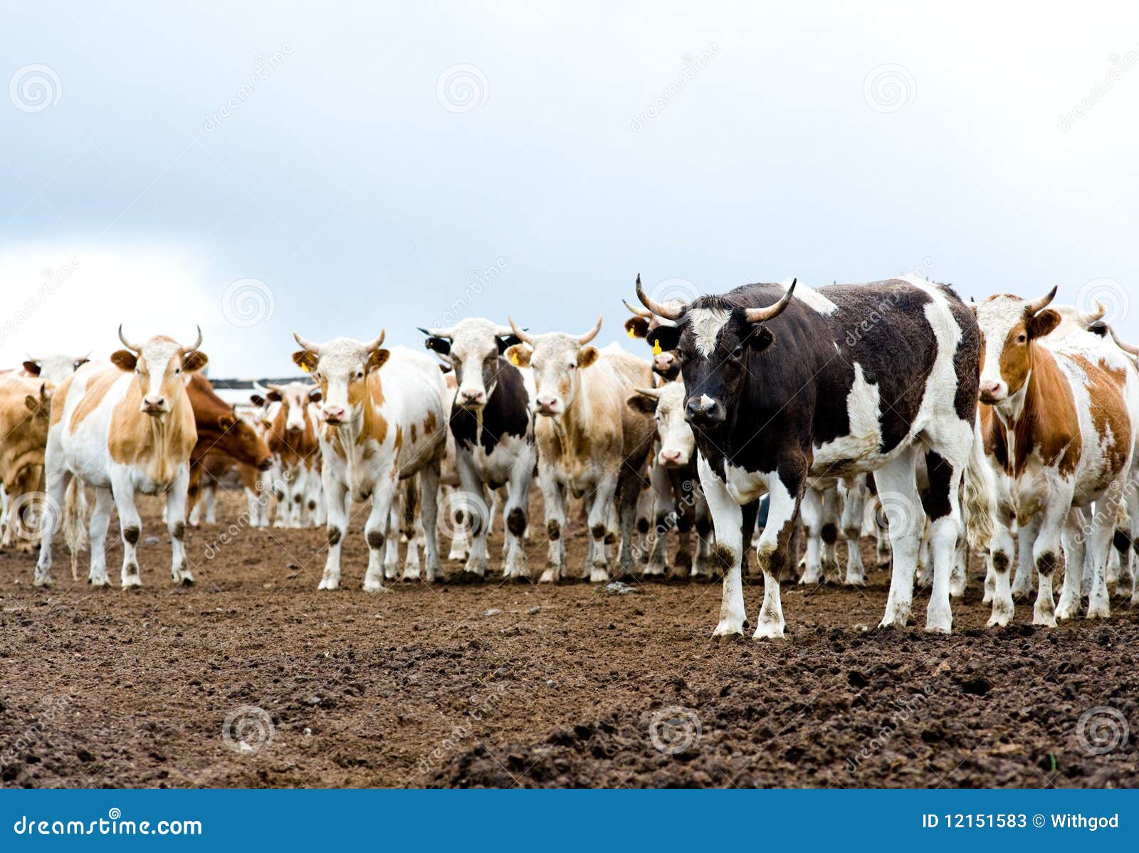 Herd of Beef Cattle at Farm Stock Image - Image of humid, spotted: 12151583