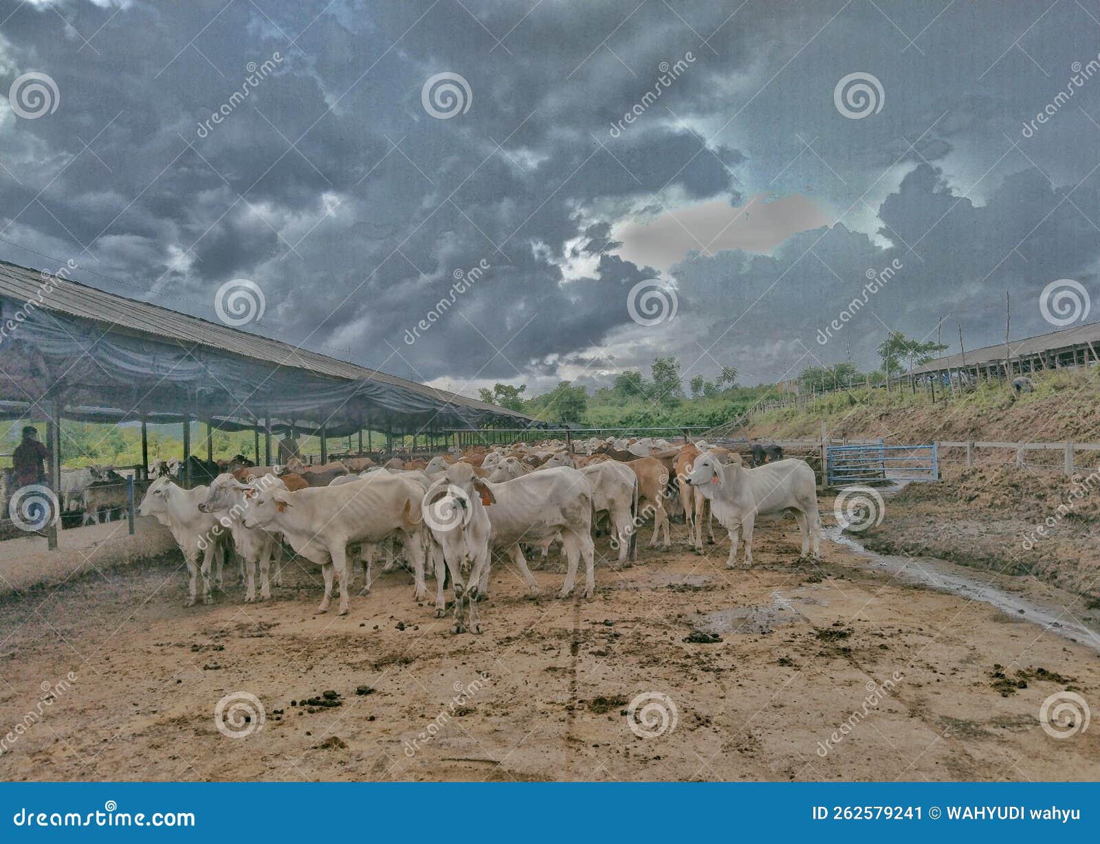 Herd of Beef Cattle on the Farm Stock Image - Image of animal, sheep ...