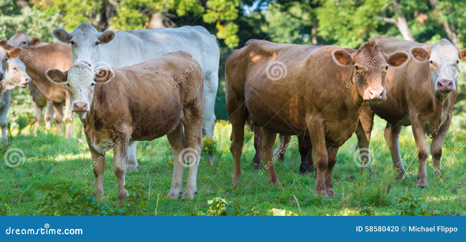 Herd of beef cattle stock photo. Image of group, agriculture - 58580420