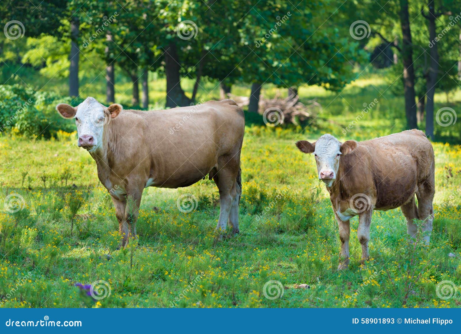 Herd of beef cattle stock image. Image of environment - 58901893