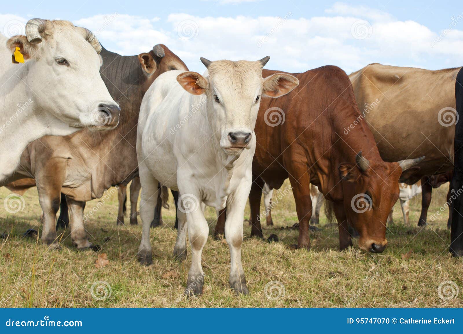 Beef cattle herd in summer stock photo. Image of farmland - 95747070