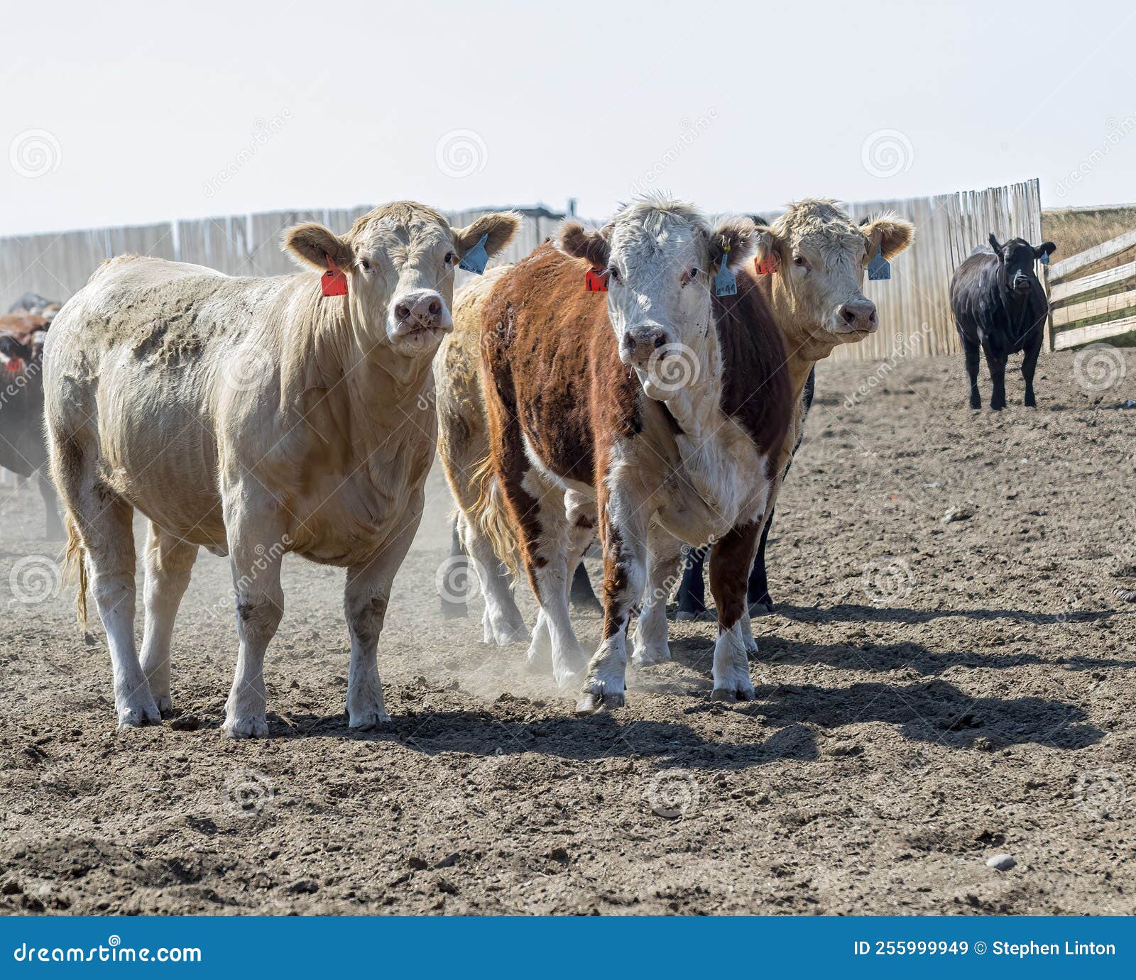 Beef Cattle in a Stockyard stock image. Image of farm - 255999949