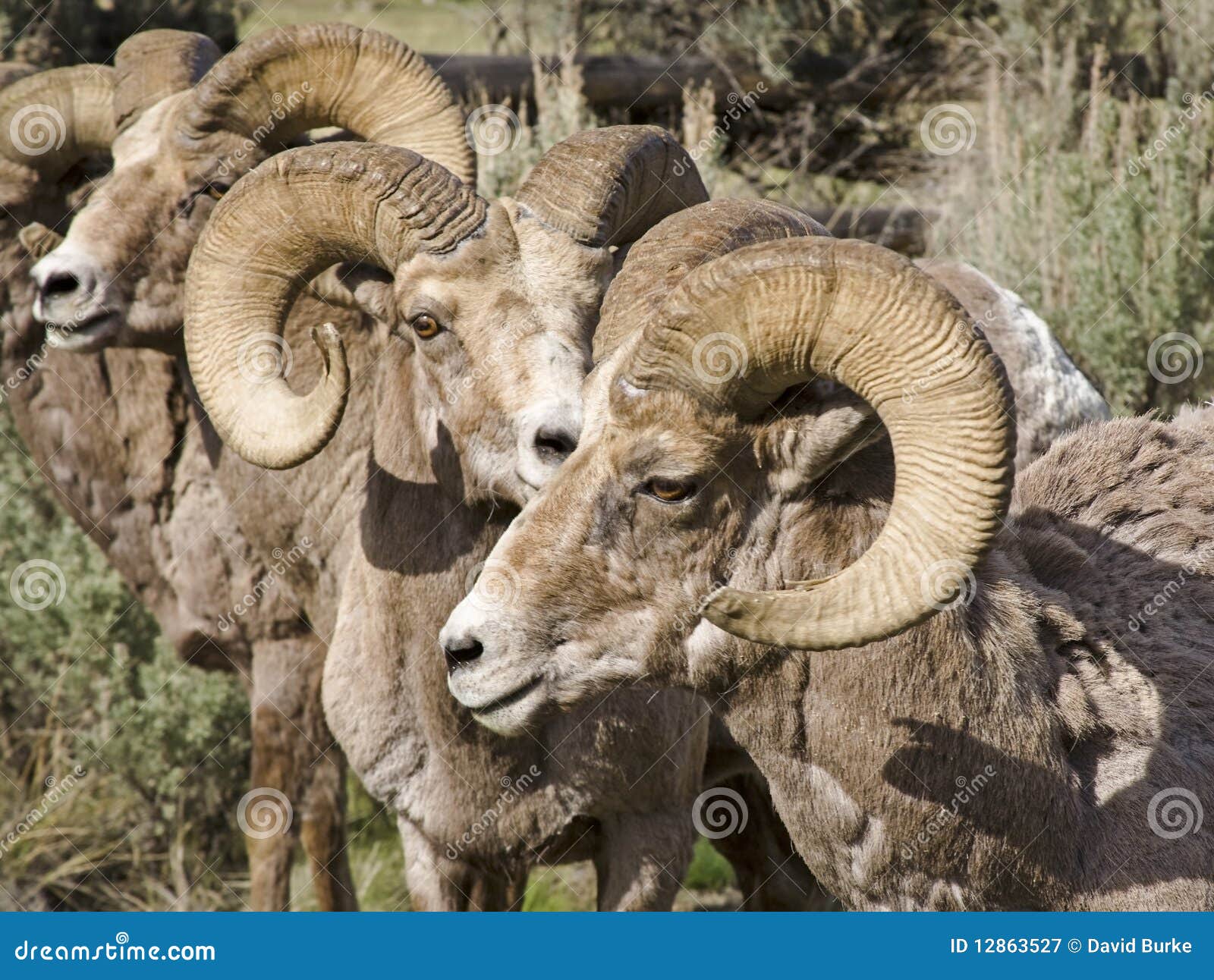 Herd of Big Horn Sheep Rams Stock Image - Image of alive, horn: 12863527