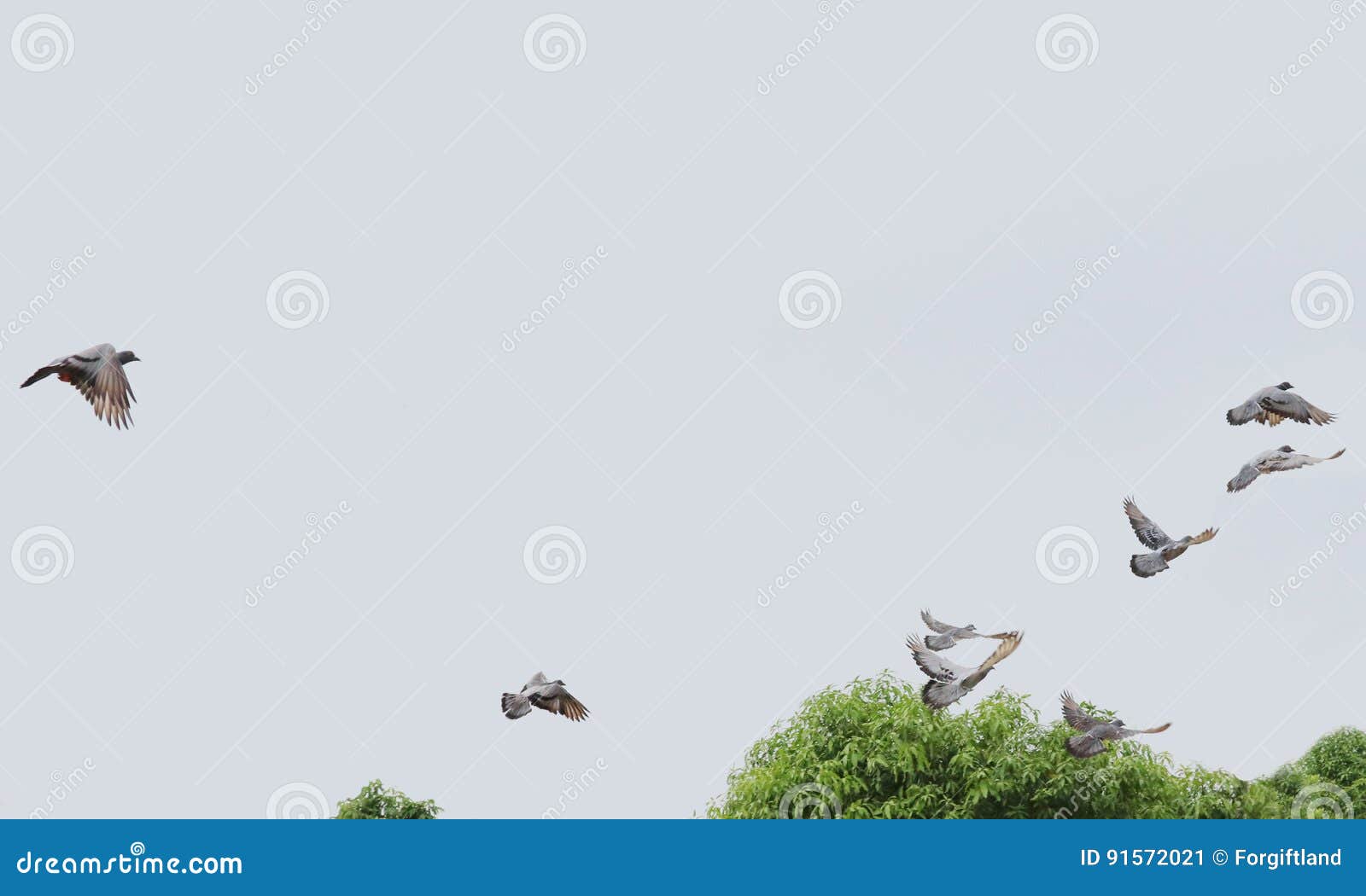 Herd of Birds Flying in Sky in Natural Background Stock Image - Image ...