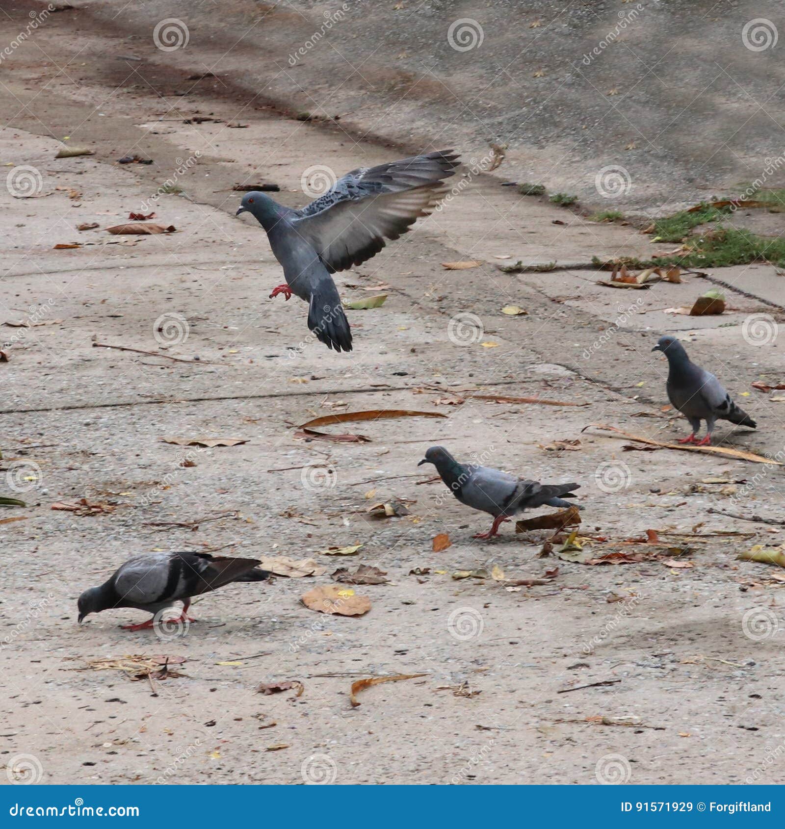 Herd of Birds on Moving on Ground Floor Stock Image - Image of ground ...