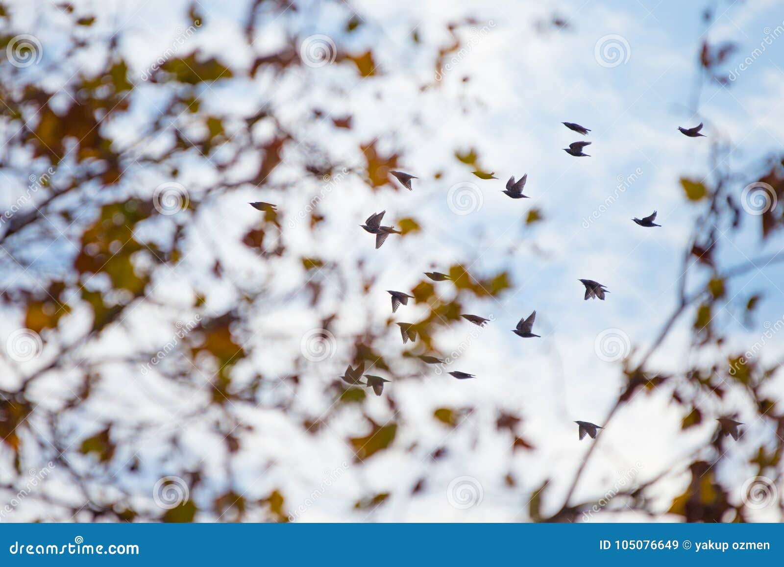 Herd of birds stock image. Image of herd, birds, prey - 105076649