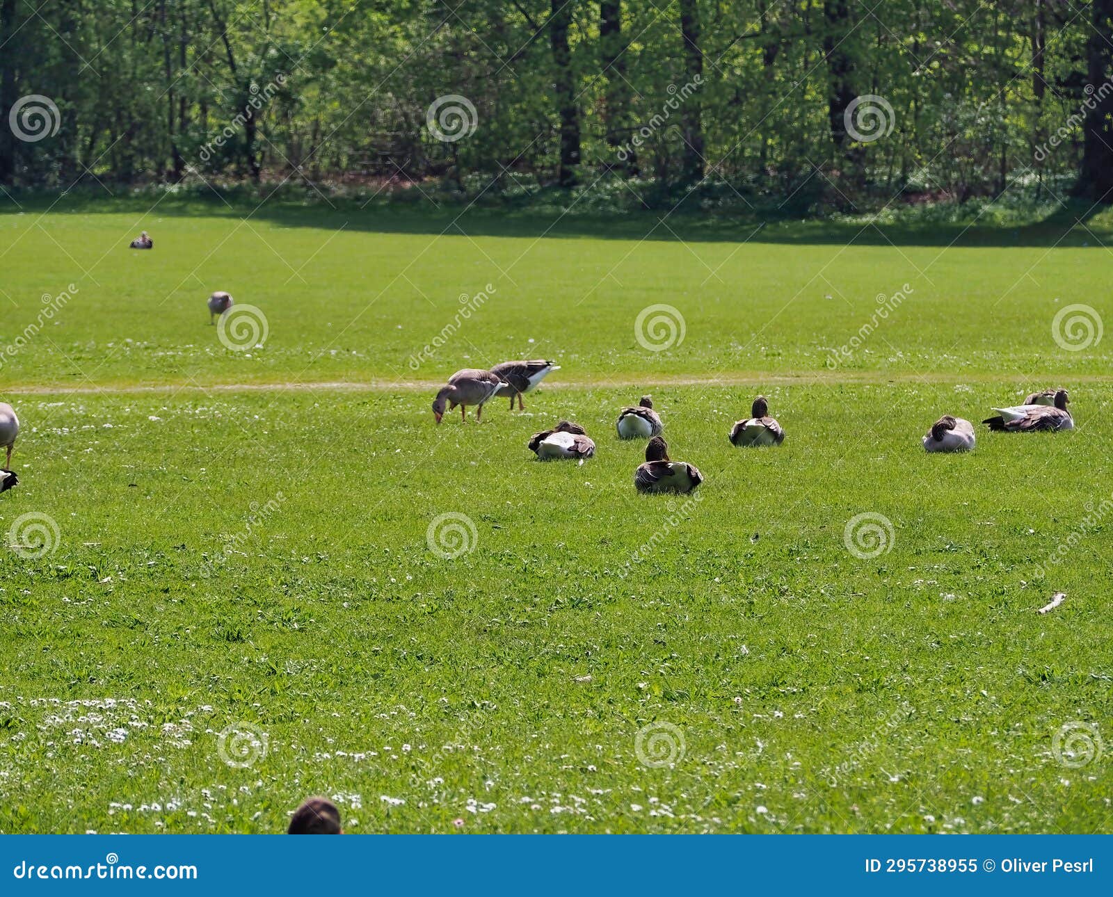A Herd of Birds on Top of a Field Stock Image - Image of goose, meadow ...