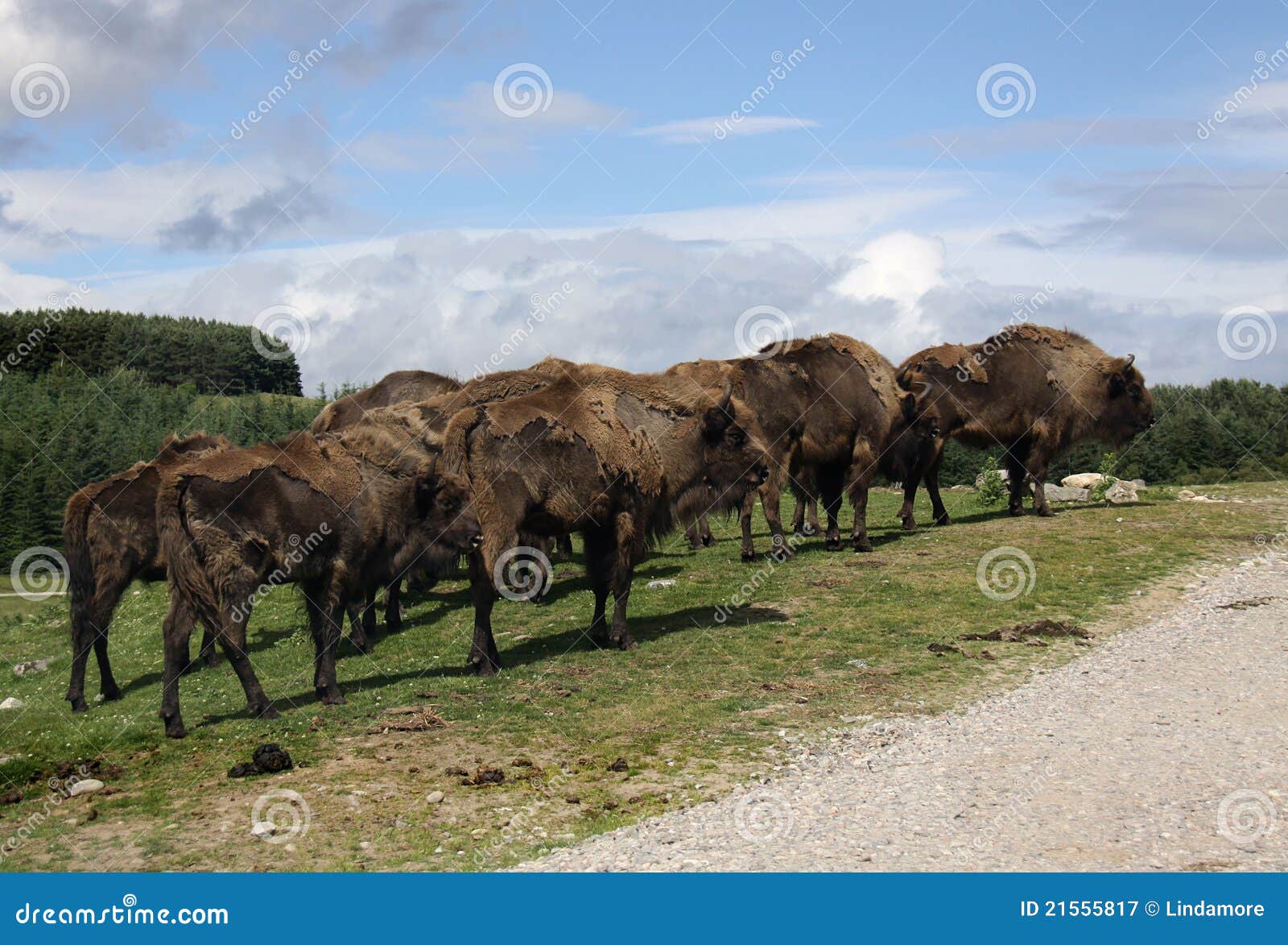 Herd of Bison stock image. Image of horns, mammal, bison - 21555817