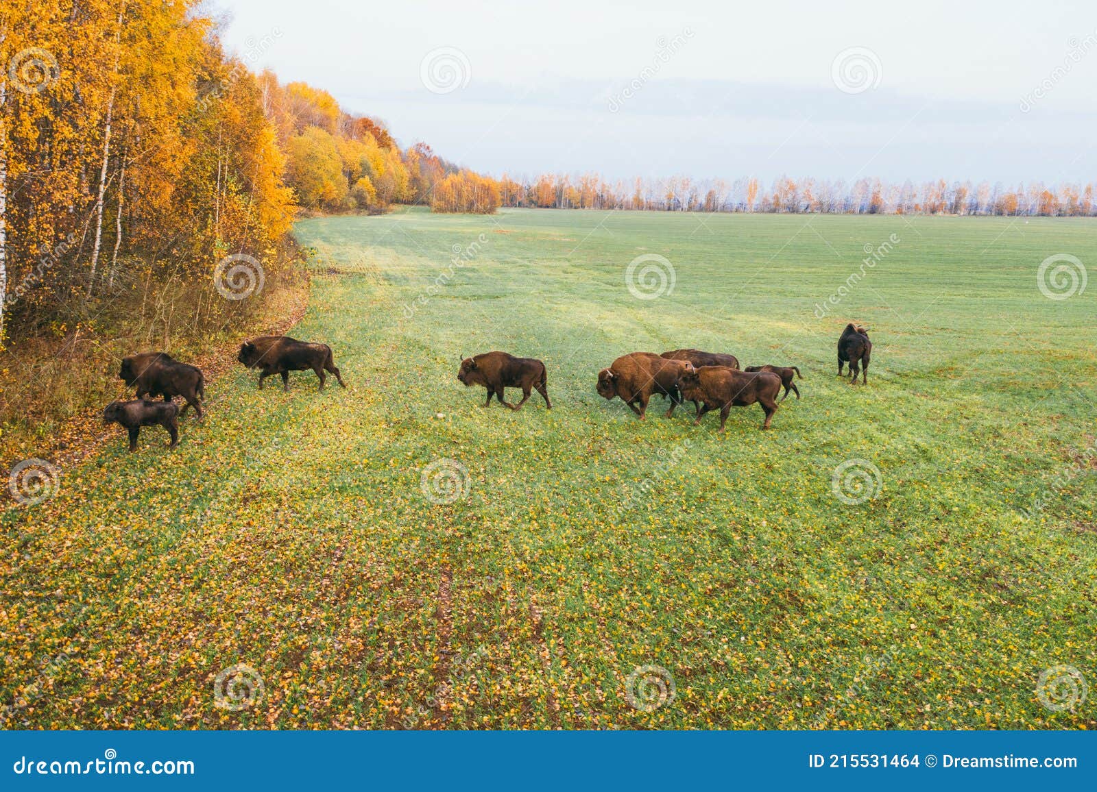 Herd of Bison. Animals Hiding in the Forest Stock Photo - Image of ...