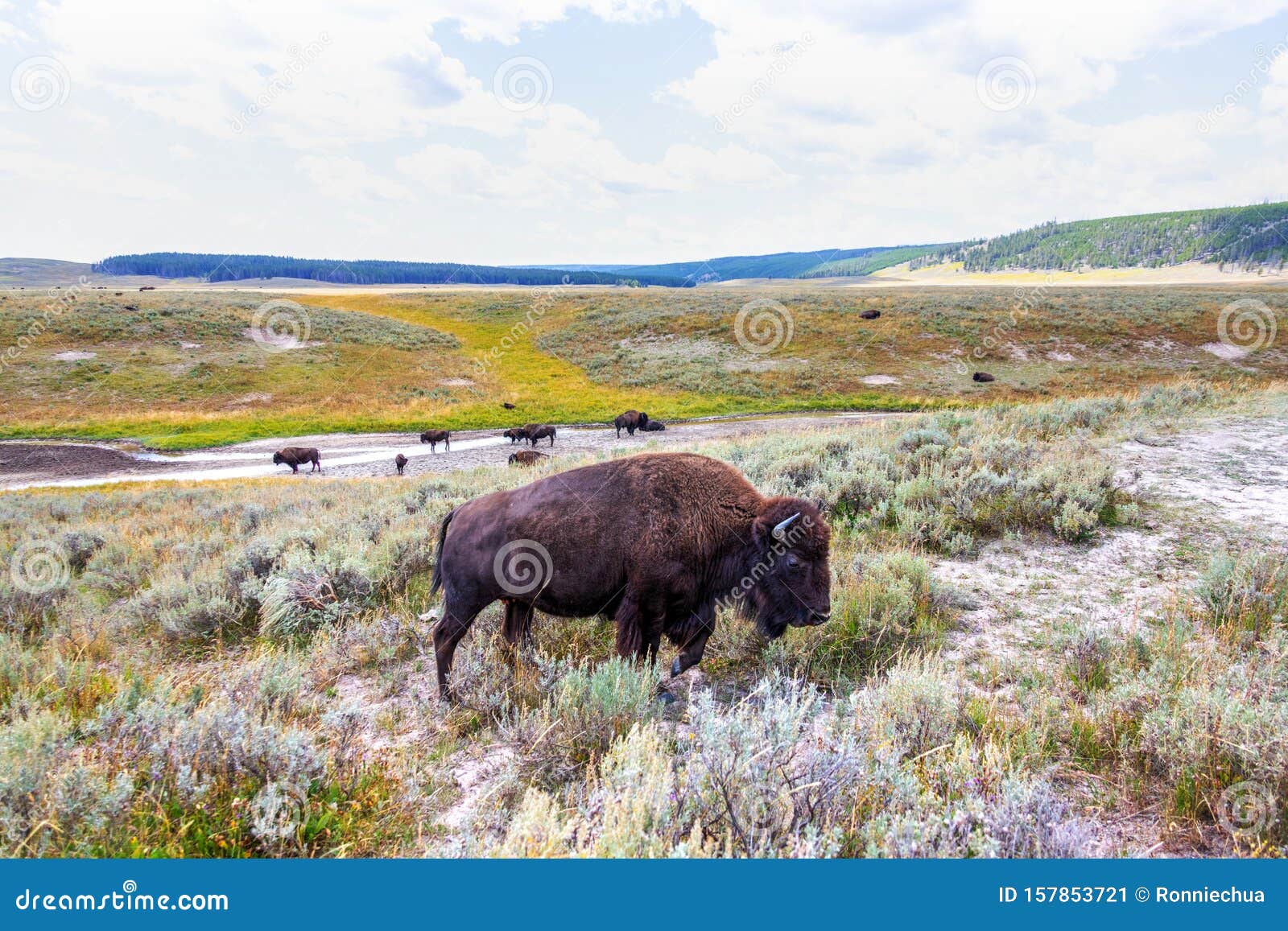 Herd Of Bison Grazing At Yellowstone Royalty-Free Stock Photo ... Herd Of Bison Grazing At Yellowstone Royalty-Free Stock Photo ...