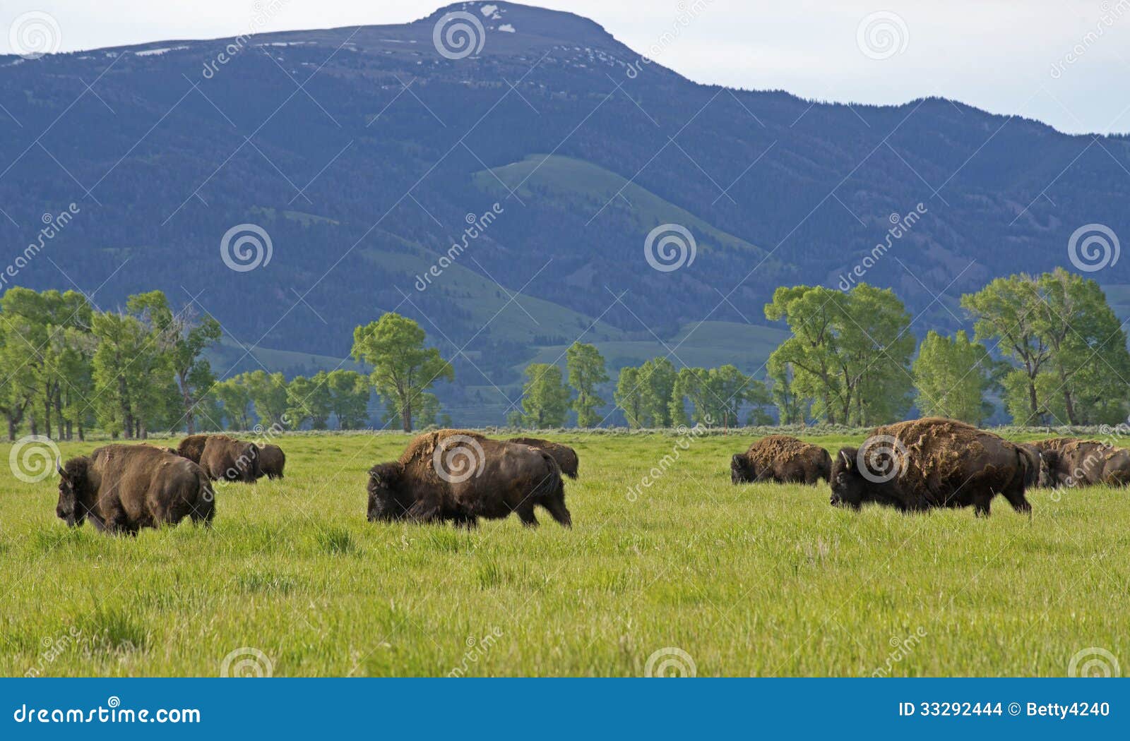 A Herd of Bison Crossing an Open Field. Stock Photo - Image of newborn ...