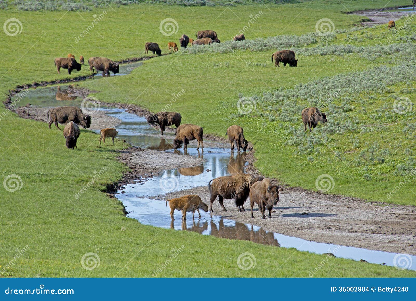 A Herd of Bison Finding Drinking Water in Yellowstone. Stock Photo ...