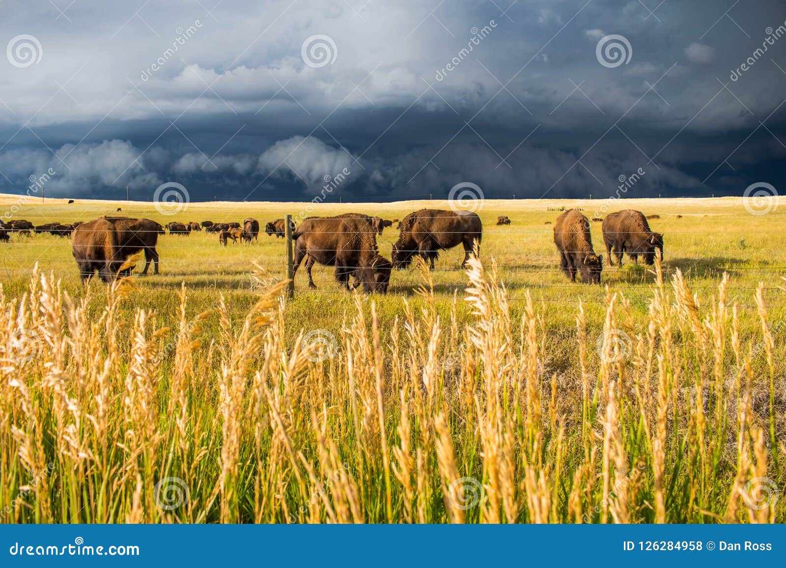 A Herd of Bison Graze on the Sunlit Plains As a Dark Storm Approaches ...