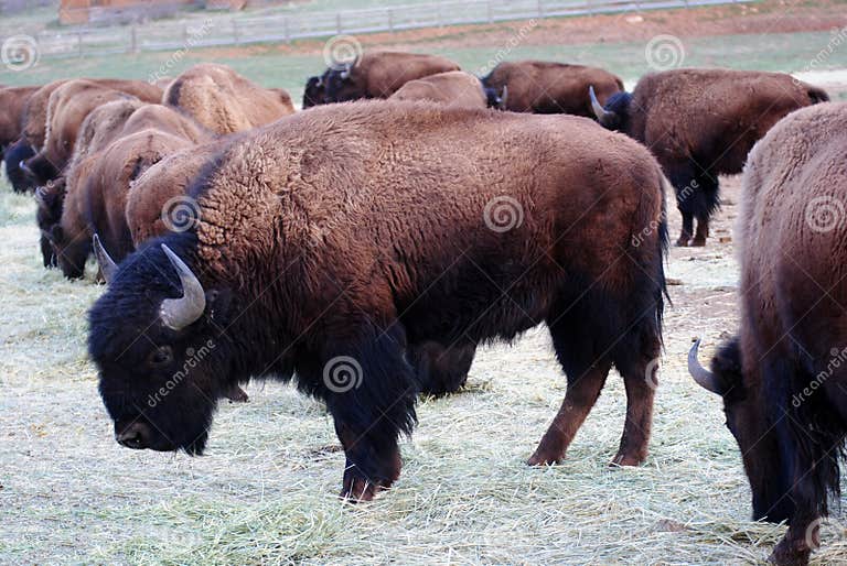 Multiple Bison stock photo. Image of open, nature, goat - 336281486