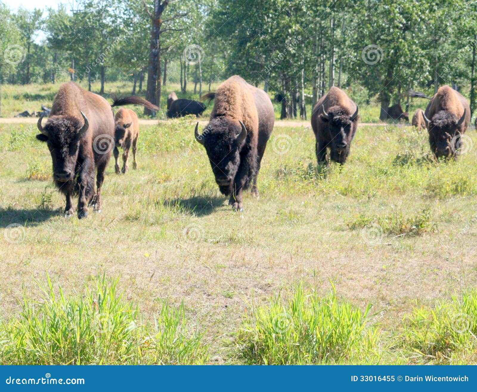 Herd of bison stock image. Image of graze, outdoors, natural - 33016455