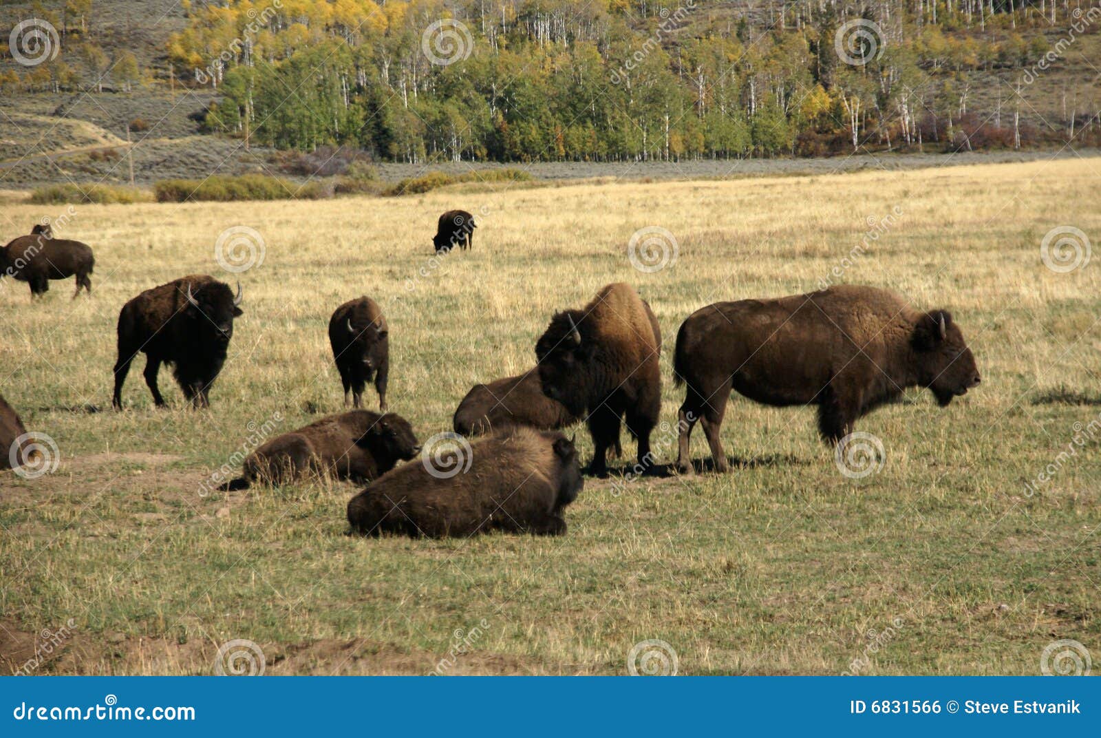Herd of bison migrating stock photo. Image of park, animal - 6831566