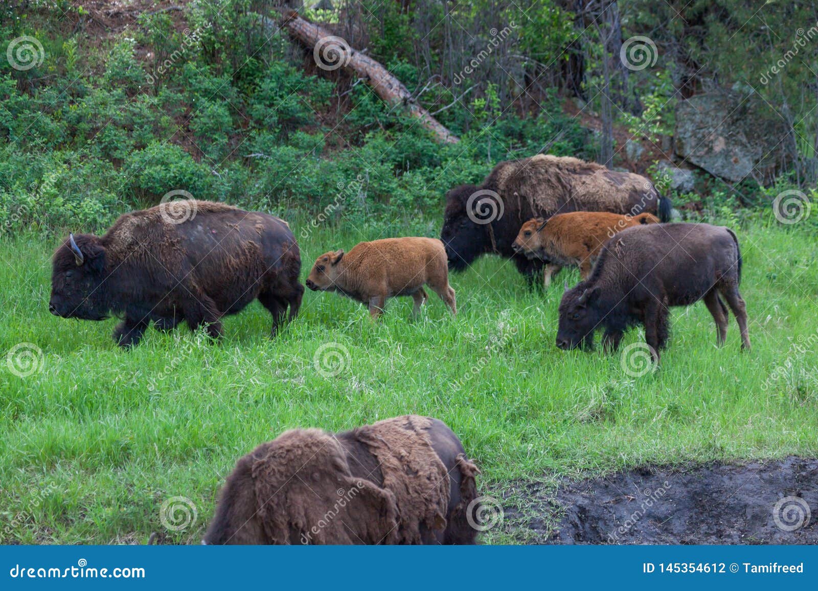 Herd of Bison stock photo. Image of grass, mammal, baby - 145354612
