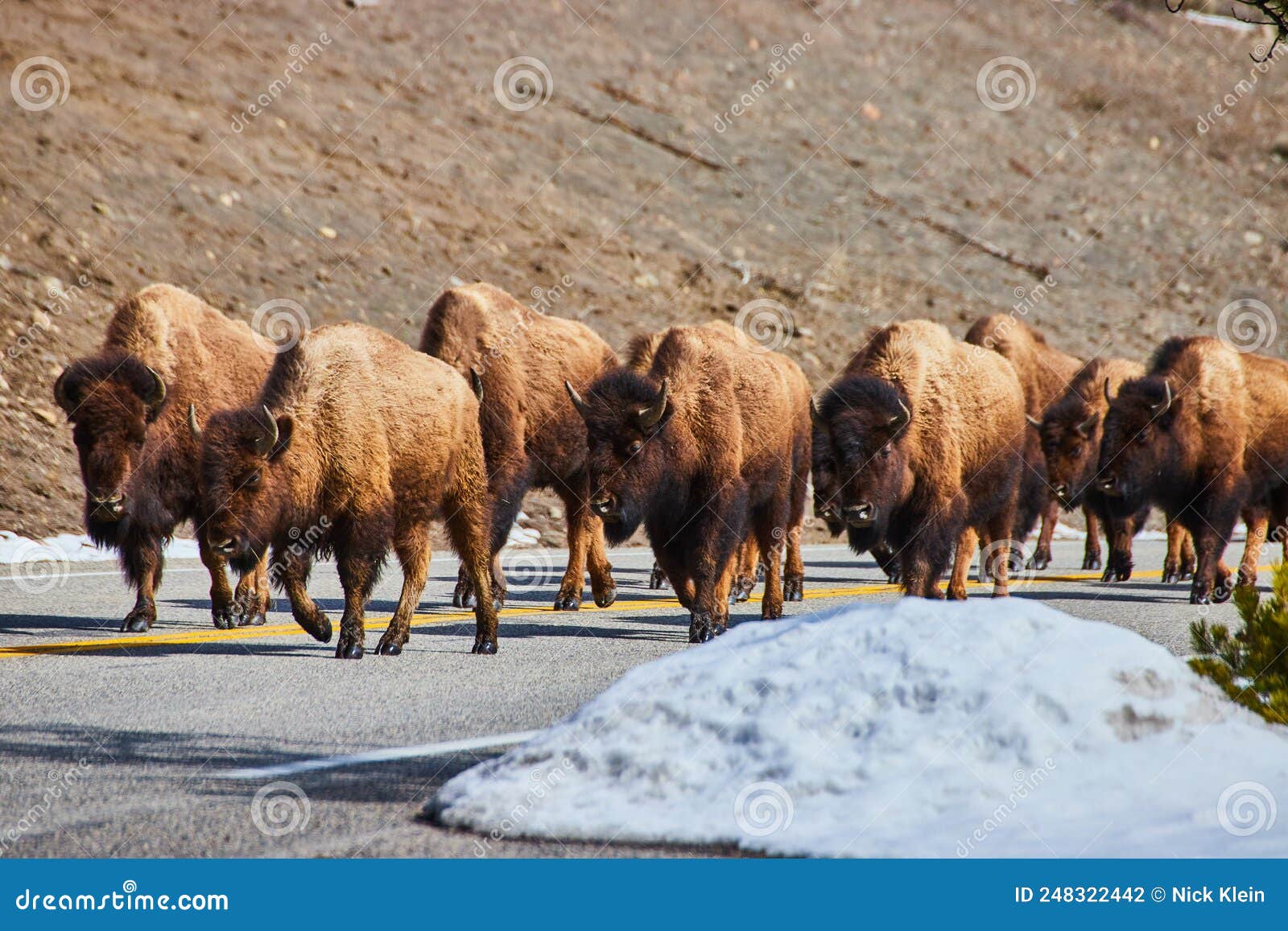 Herd of Bison Walk Down Road with Snow on Side Stock Photo - Image of ...