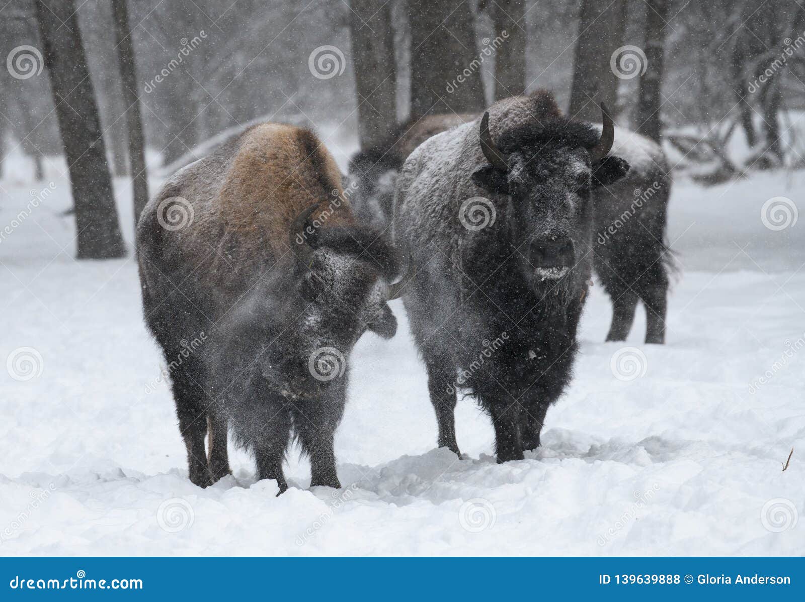Herd of Bison in the Winter Stock Photo - Image of photographer, hair ...