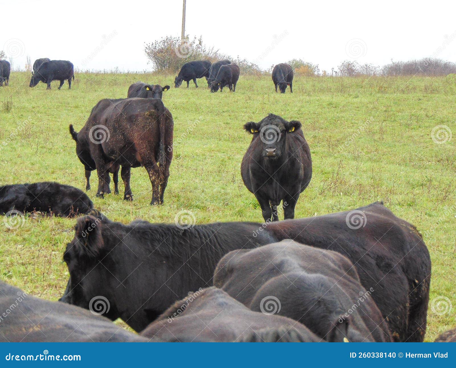 Herd of Black Angus Cows. Angus Cows Stock Photo - Image of focus, cows ...