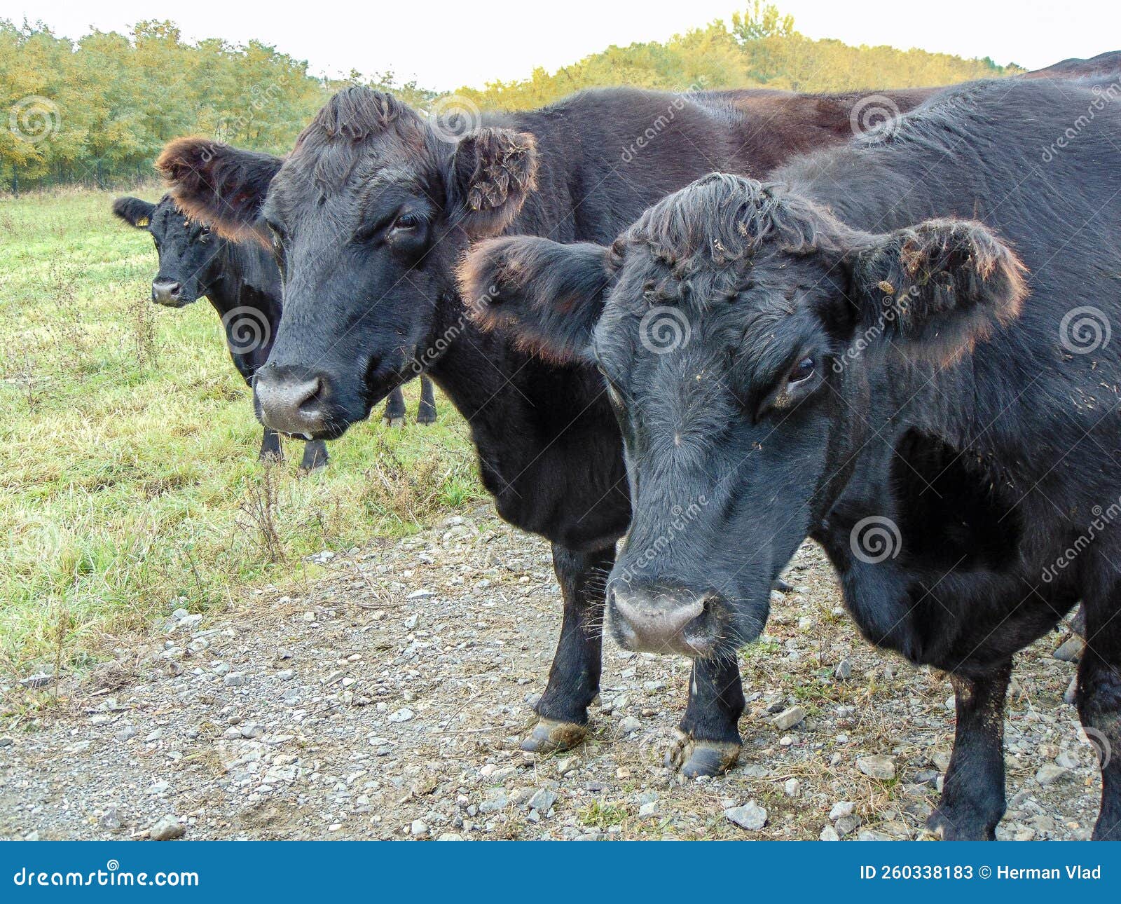 Herd of Black Angus Cows. Angus Cows Stock Image - Image of wild ...