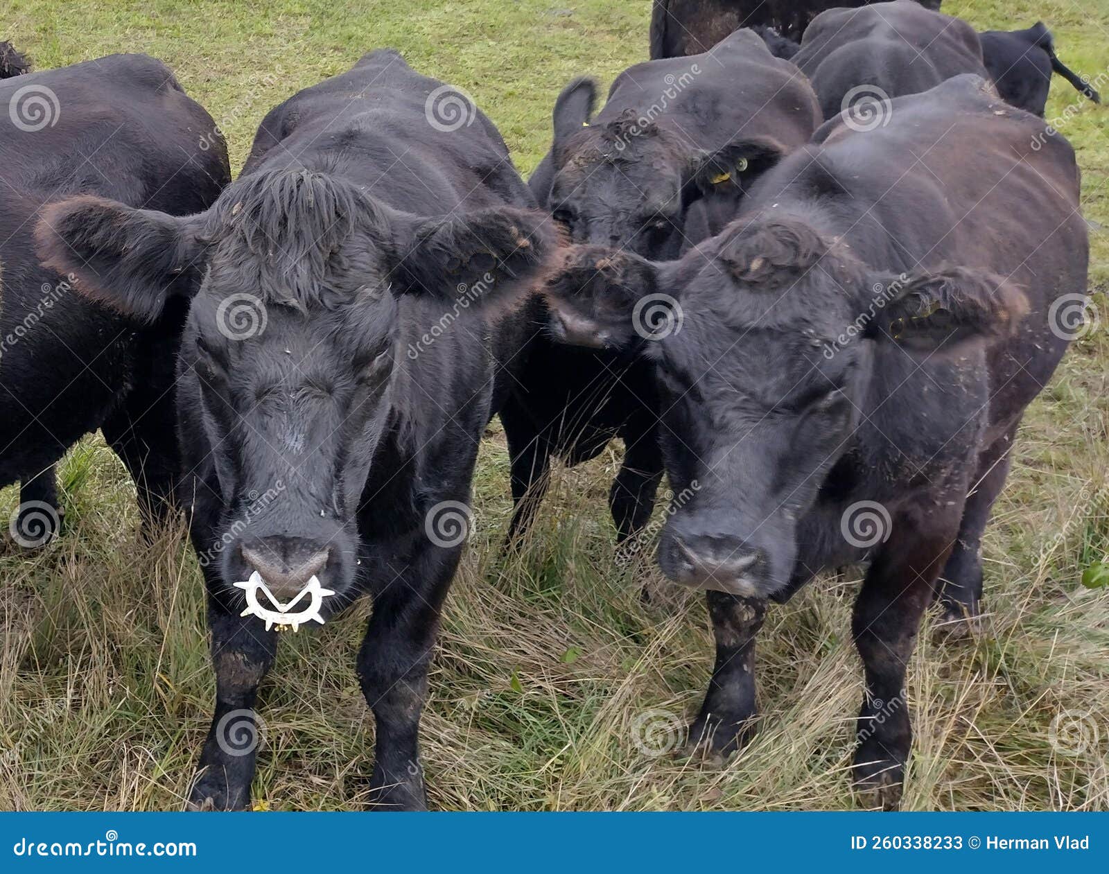 Herd of Black Angus Cows. Angus Cows Stock Image - Image of cows, focus ...