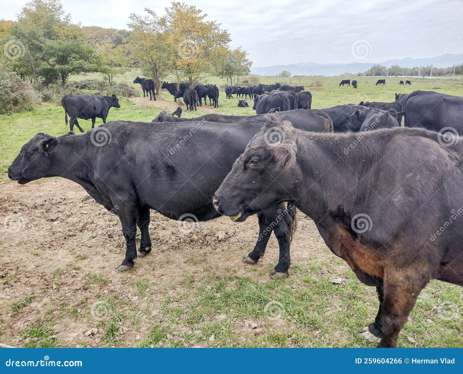 Herd of Black Angus Cows. Angus Cows Stock Photo - Image of outdoor ...