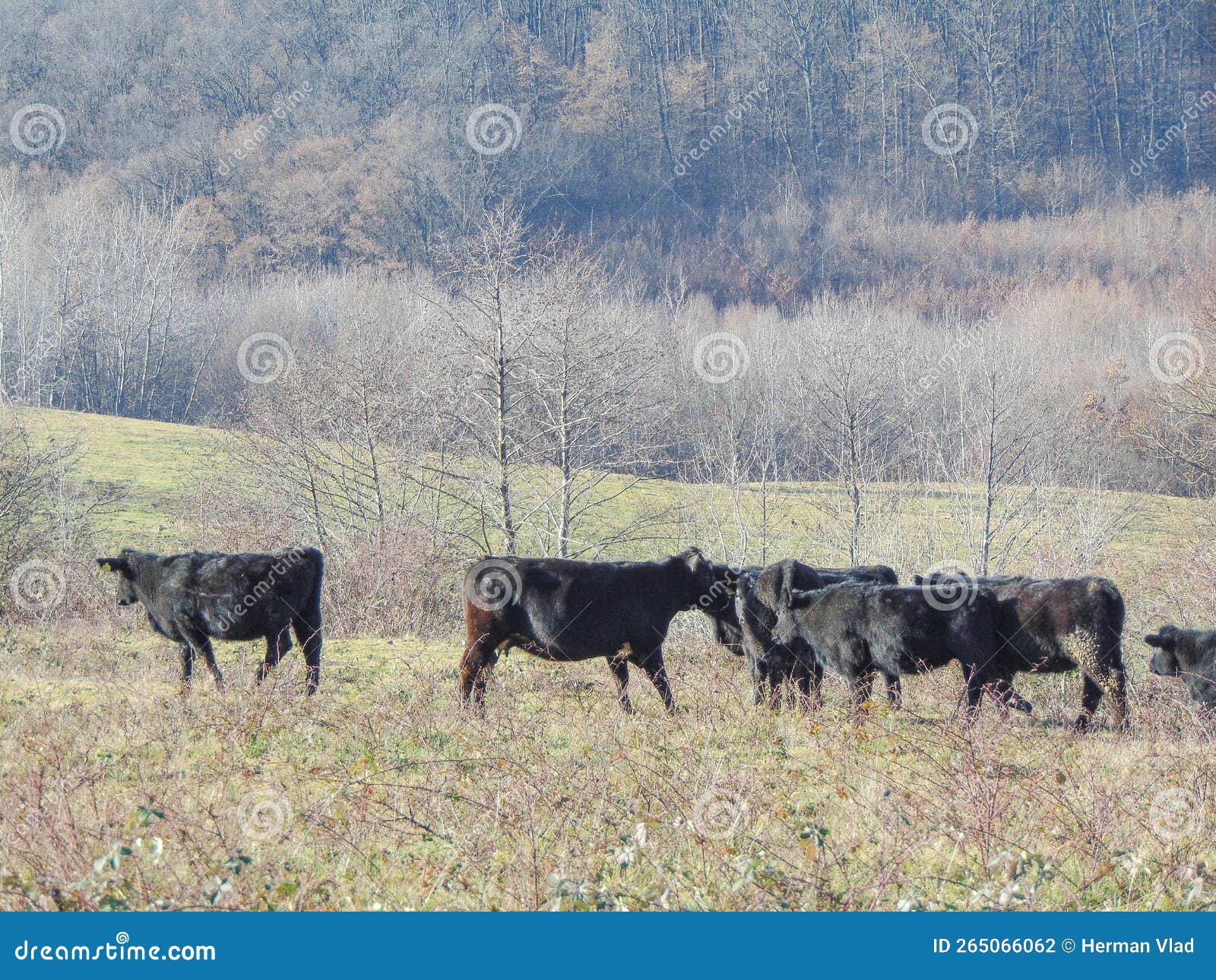 Herd of Black Angus Cows in the Field Stock Photo - Image of animal ...