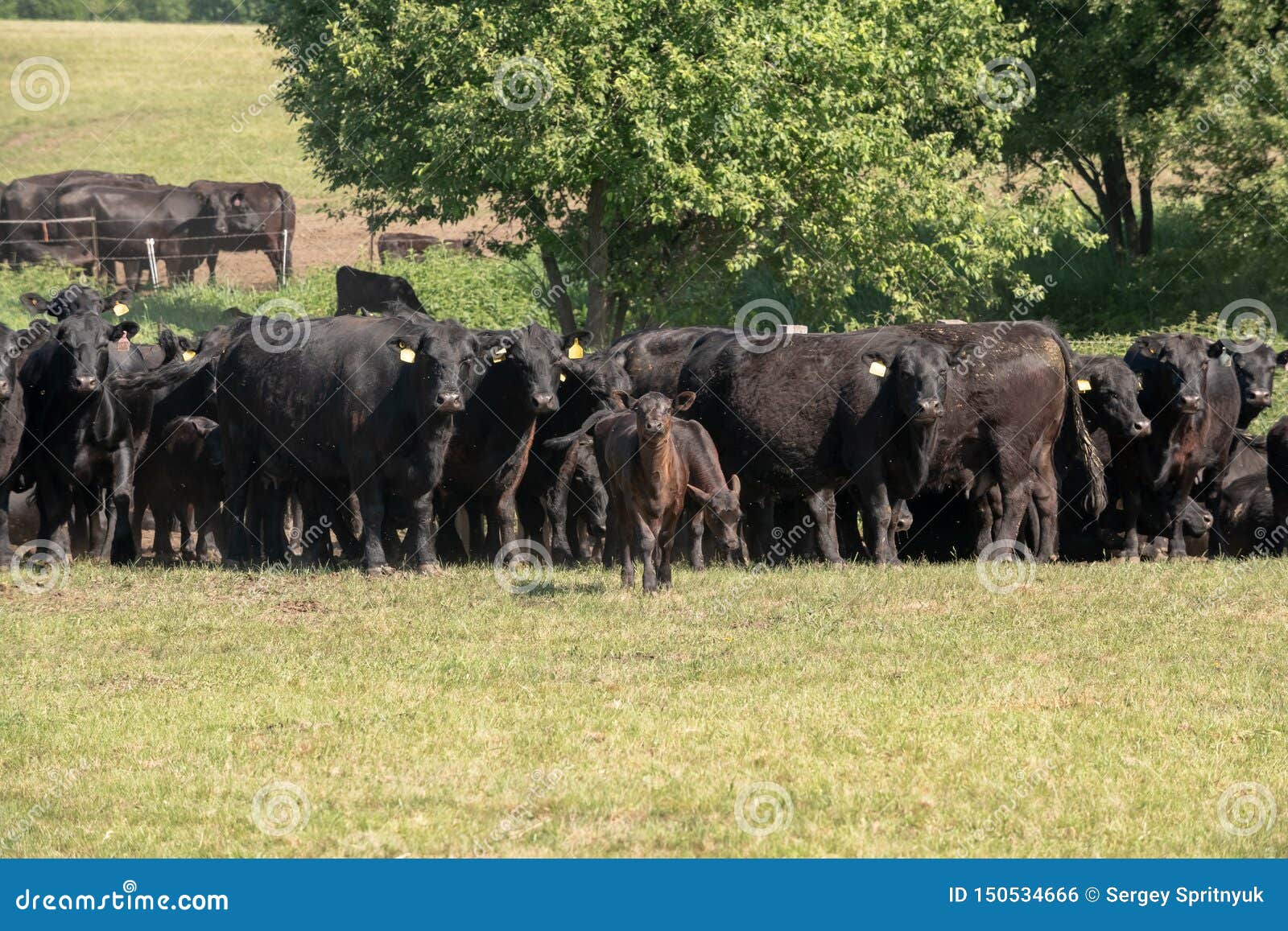 4,194 Herd Angus Cows Stock Photos - Free & Royalty-Free Stock Photos ...