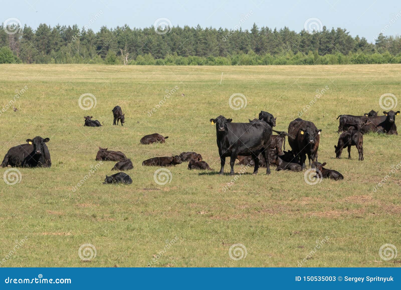 Herd of Black Angus Cows on a Free Pasture on a Green Meadow Stock ...