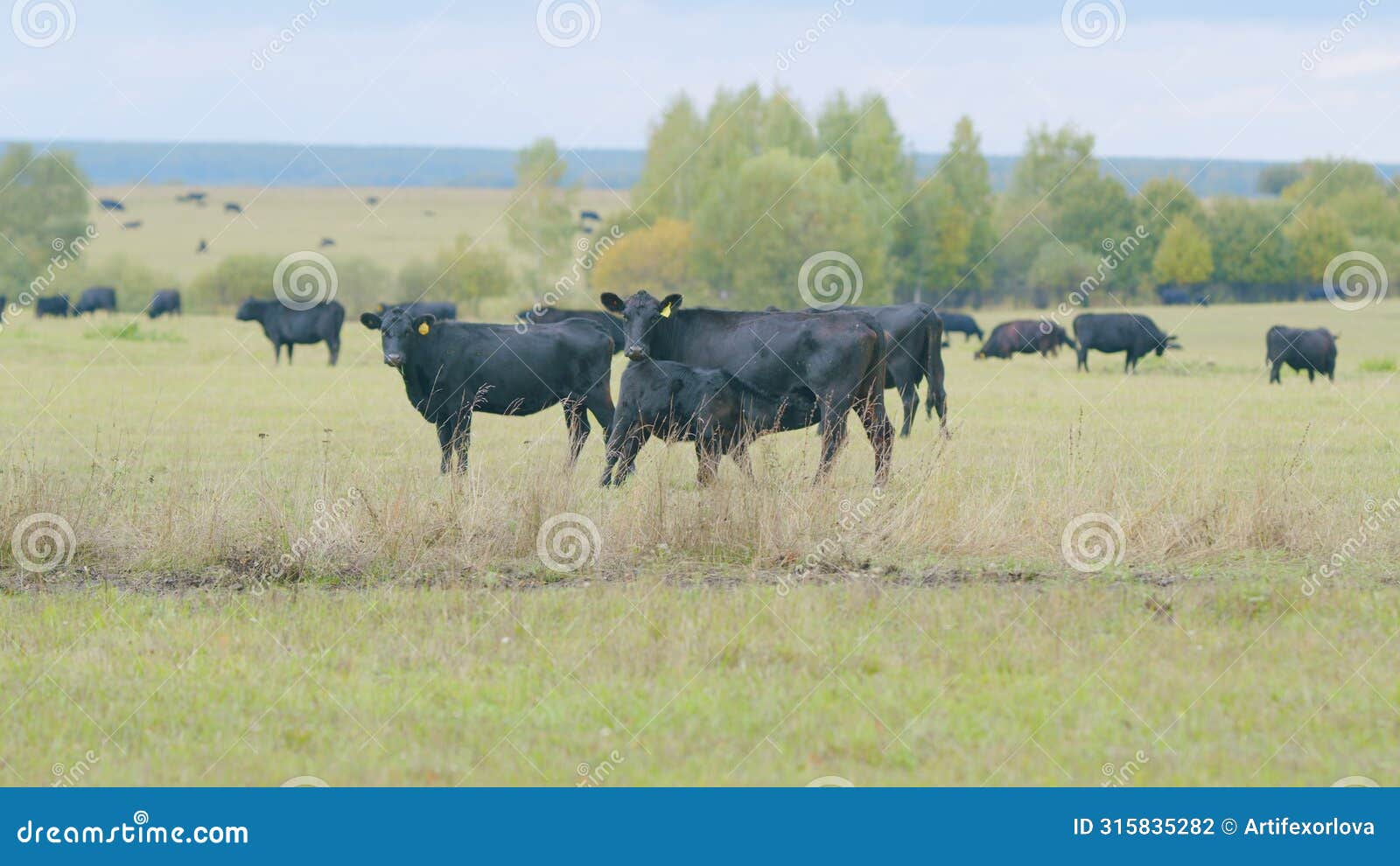 Herd or Black Angus Cows. Small Tiny Calf Grazing on Pasture Grass ...
